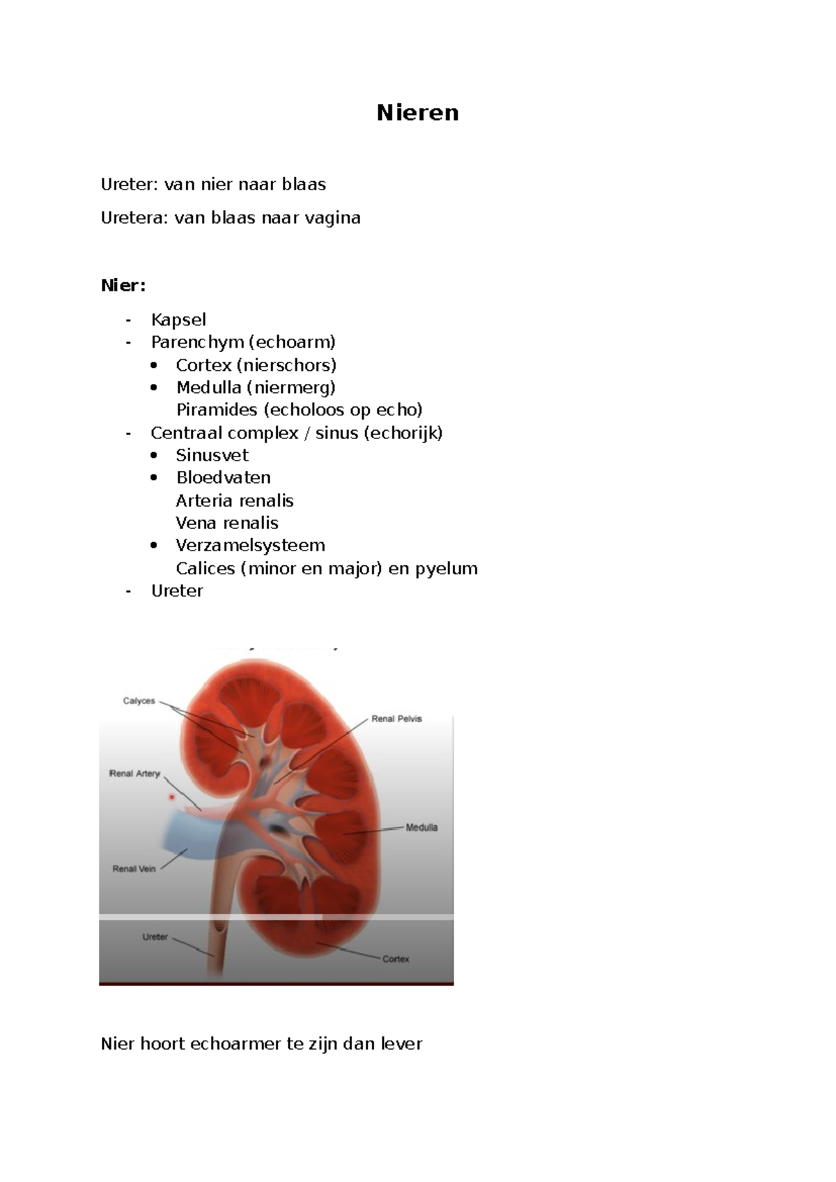 Anatomie van Nieren en Milt: Essentiële Informatie voor Studenten ...
