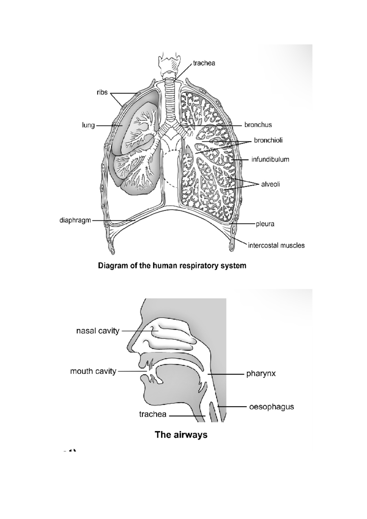 Human Respiratory System: Diagrams & Investigations (BIO 101) - Studocu