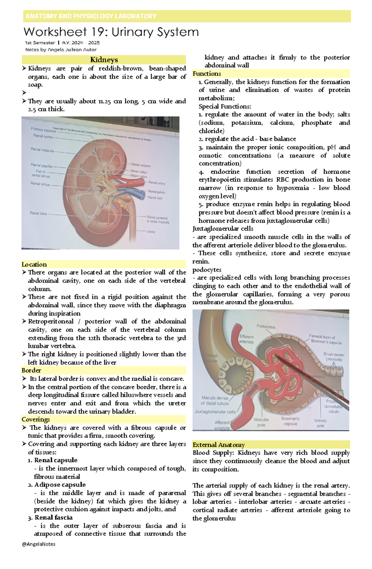 Urinary System Lab Notes - Kidneys Kidneys are pair of reddish-brown ...