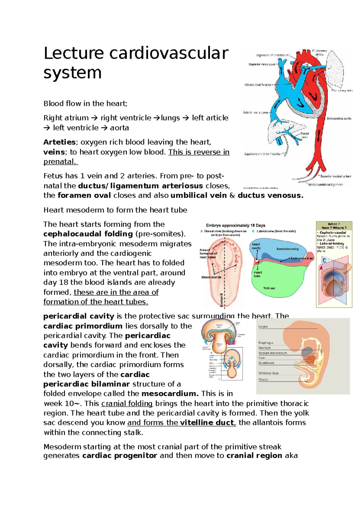 Lecture Notes on Human Development (BIO 101) - Cardiovascular & CNS ...