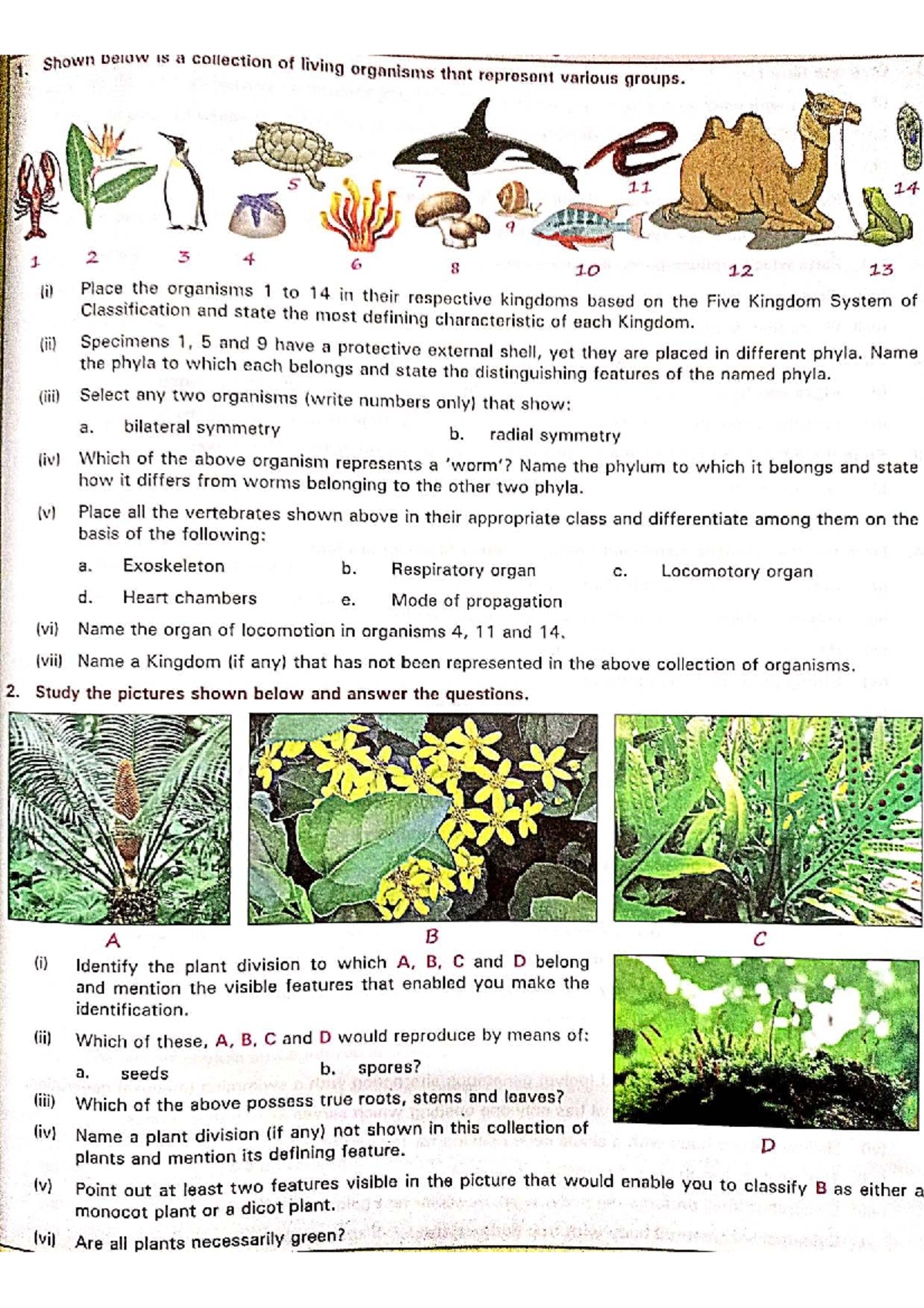 IX 7. Classification Practice Paper: Organisms & Plant Divisions ...