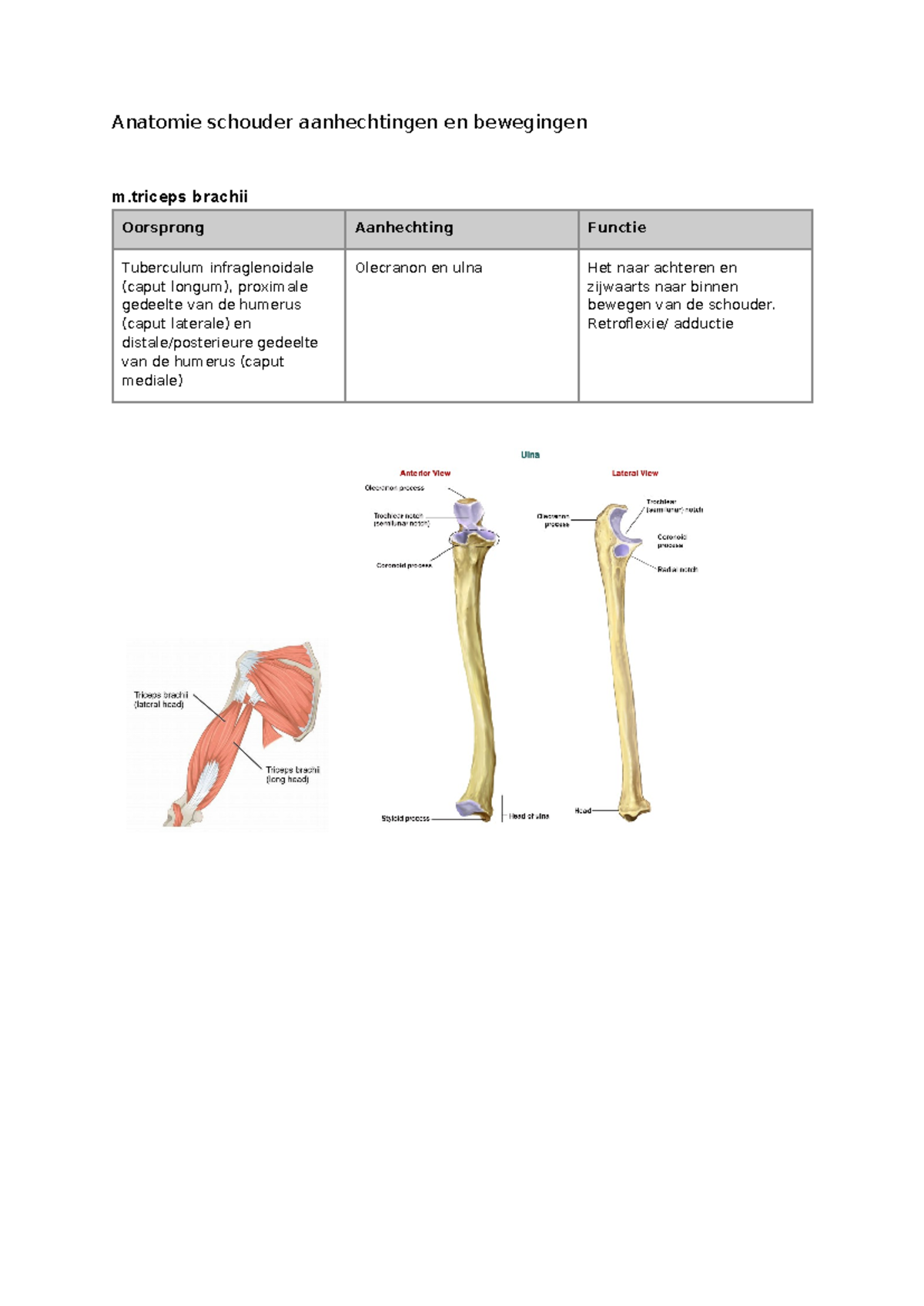 Anatomie van de schouderbewegingen en aanhechtingen - Studiehandleiding ...