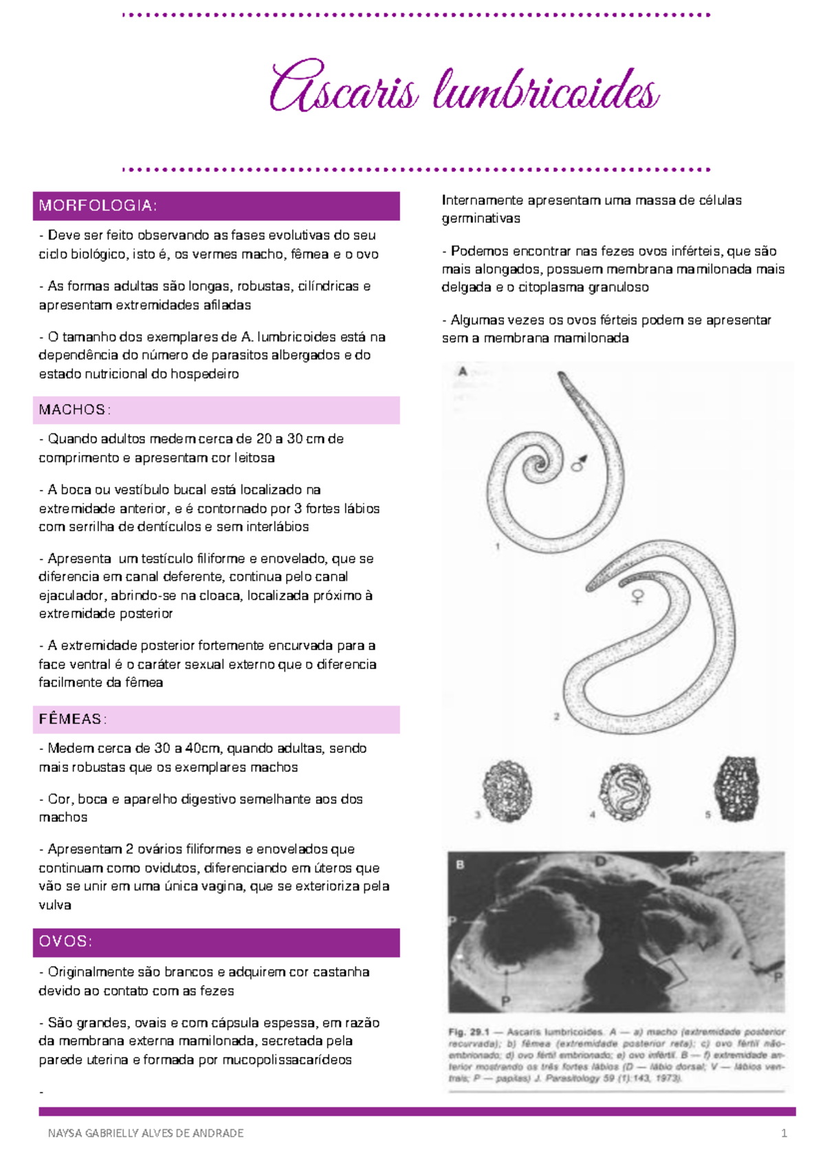 Ascaris Lumbricoides Morphology Morfologia Biologa