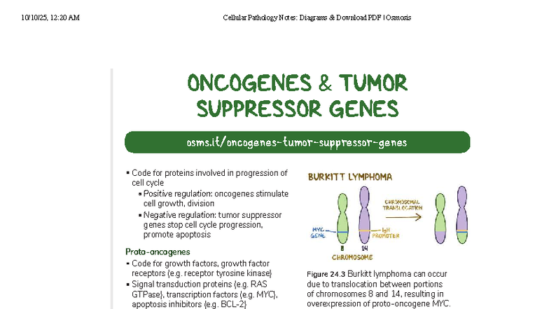 Cellular Pathology Notes: Oncogenes & Tumor Suppressor Genes - Studocu