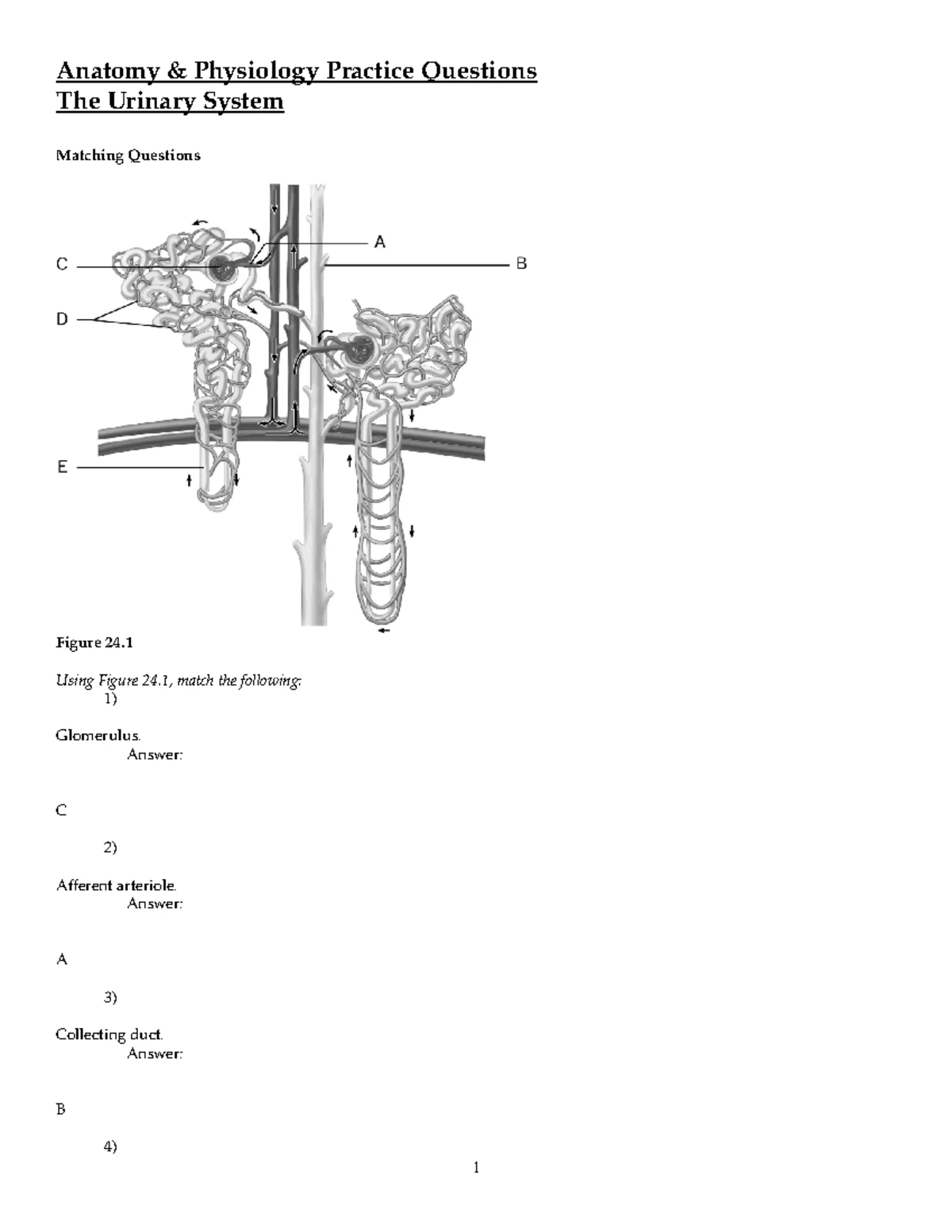 Urinary Test Bank - Exam review- questions with answers. - Anatomy ...