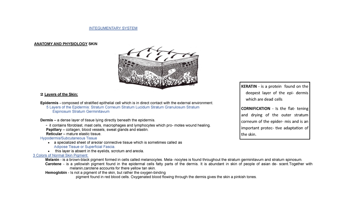 Integumentary System Lecture Notes AID 2025: Anatomy & Physiology ...