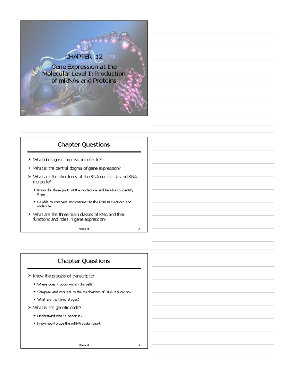 Gene Expression & Protein Synthesis: Chapter 12 Lecture Notes - Studocu