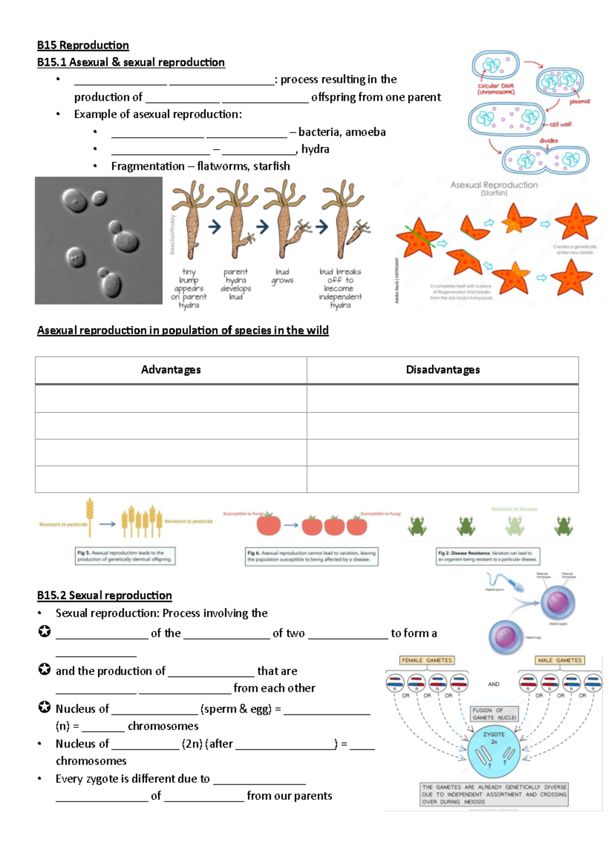 B15 Asexual and Sexual Reproduction: Key Concepts and Processes - Studocu