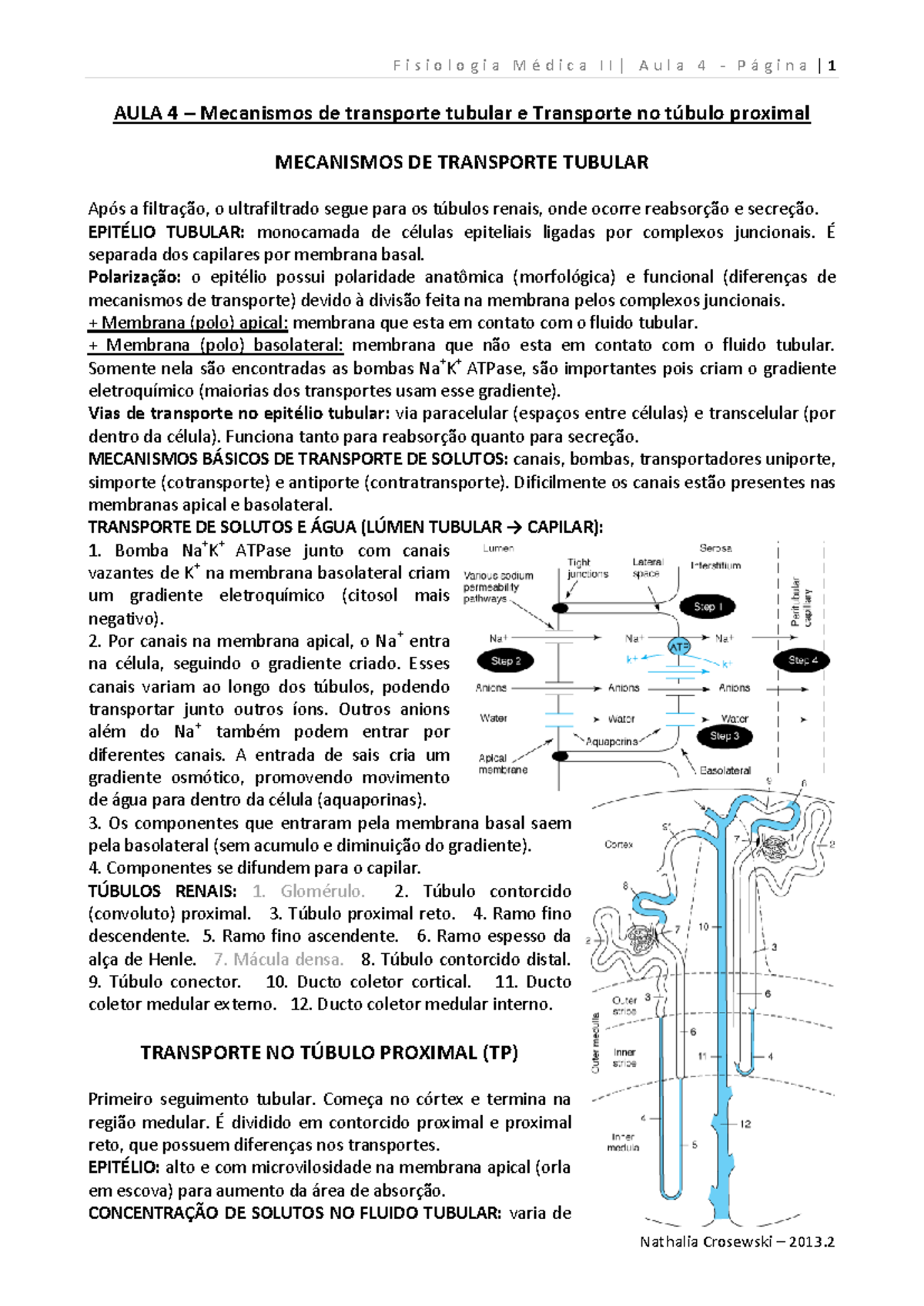 Mecanismos de Transporte Tubular e Proximal - Fisiologia Médica II ...