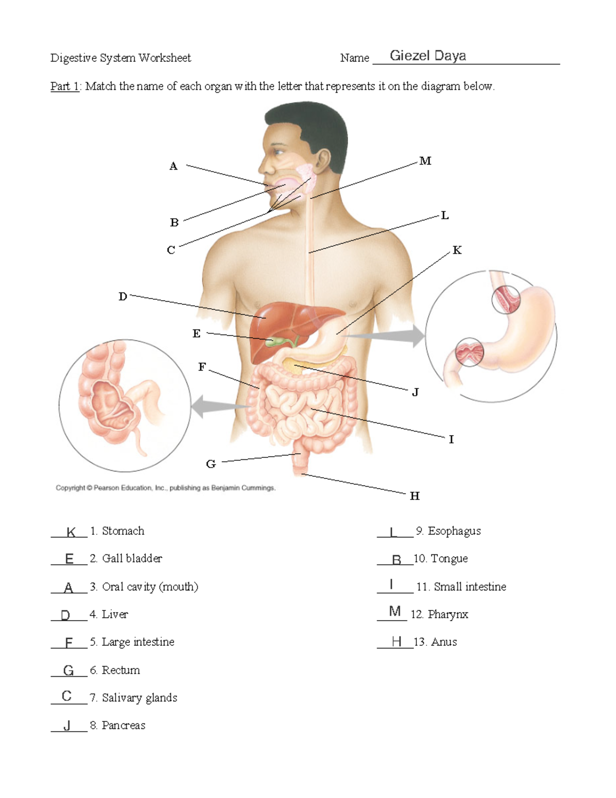 Digestive System worksheet - ______ 1. Stomach ______ 9. Esophagus ...