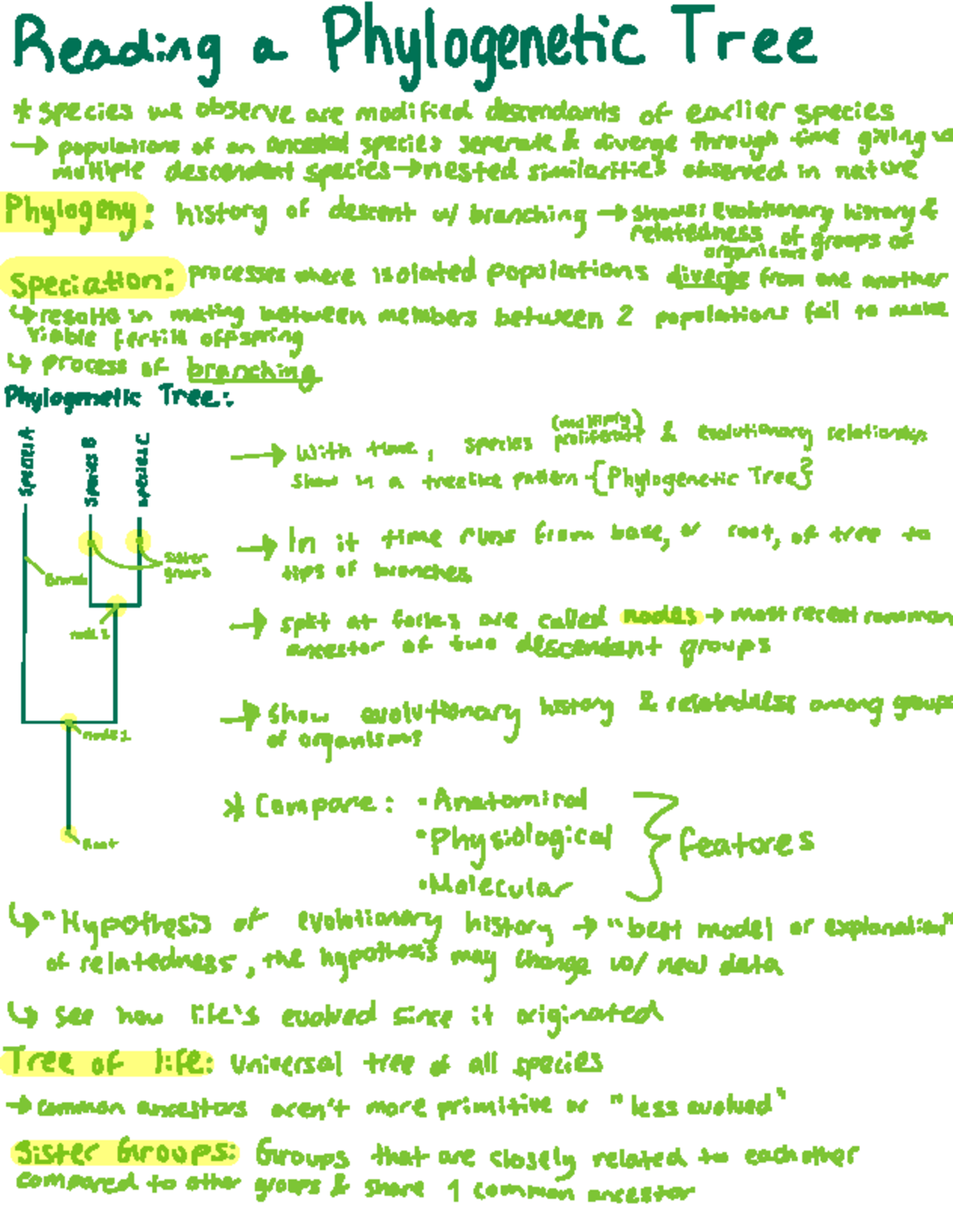 Biology 1M03 - Notes on Phylogenetic Trees and Evolutionary ...