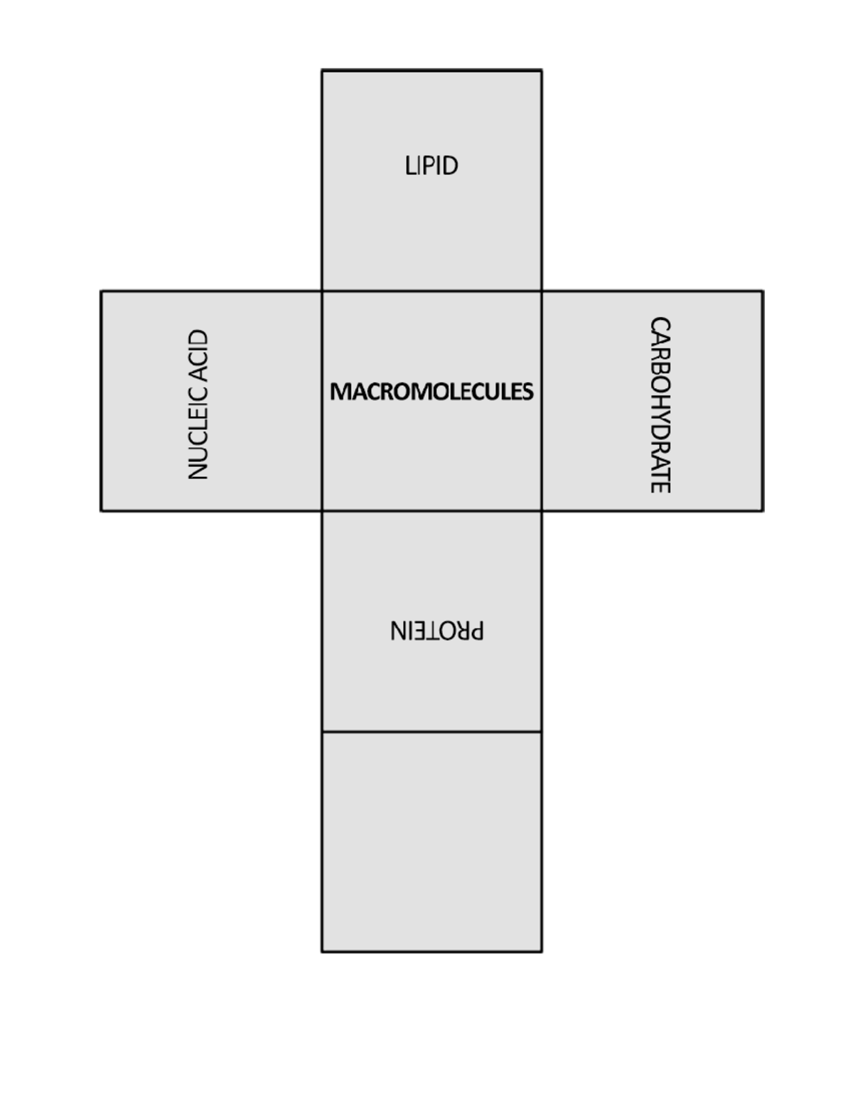 Biomolecules Boxing - General Instructions Students in groups of 4- 5 ...
