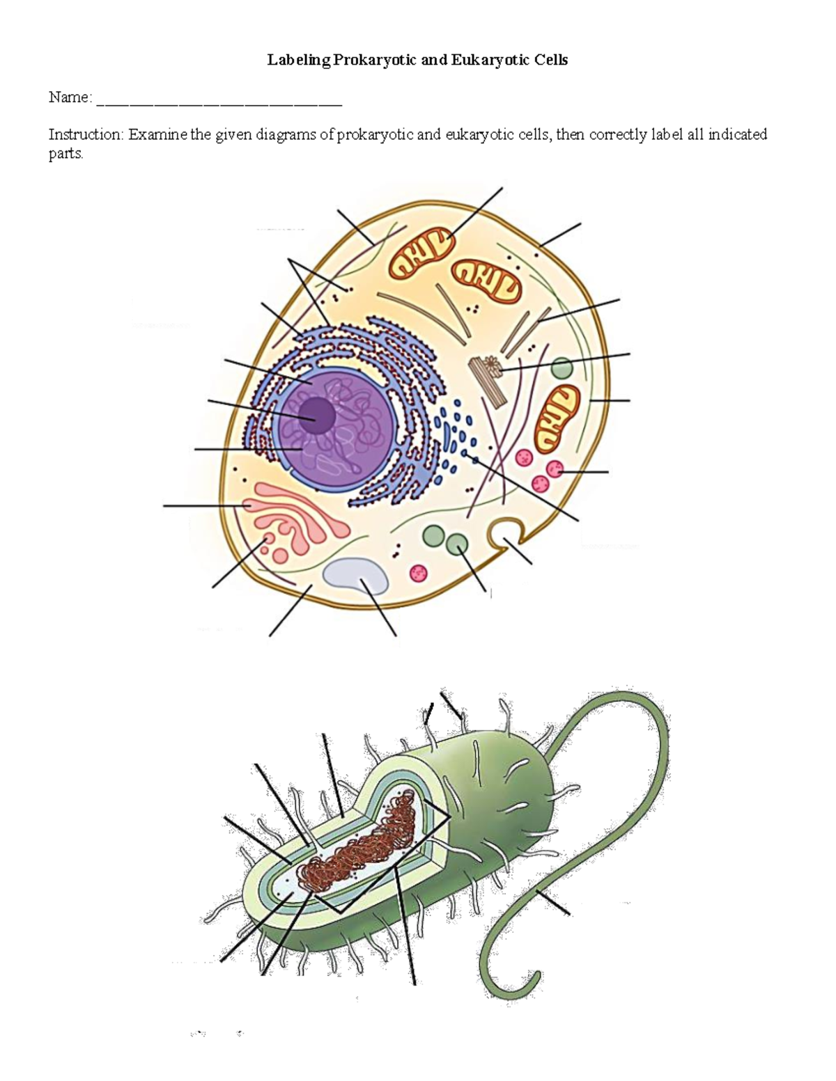 Labeling Prokaryotic and Eukaryotic Cells Asynchronous Activity Jan ...