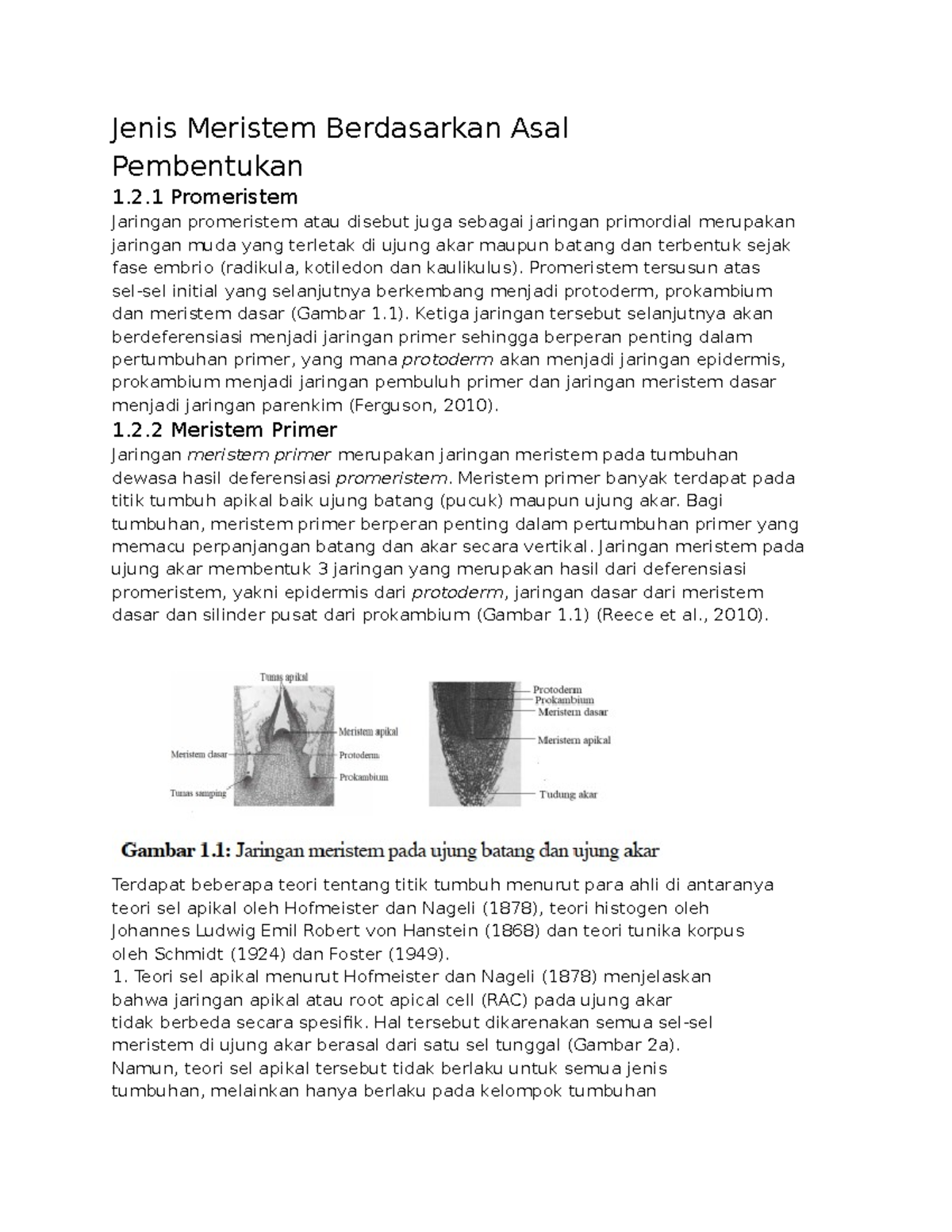 Jenis Meristem Berdasarkan - 2 Promeristem Jaringan promeristem atau ...
