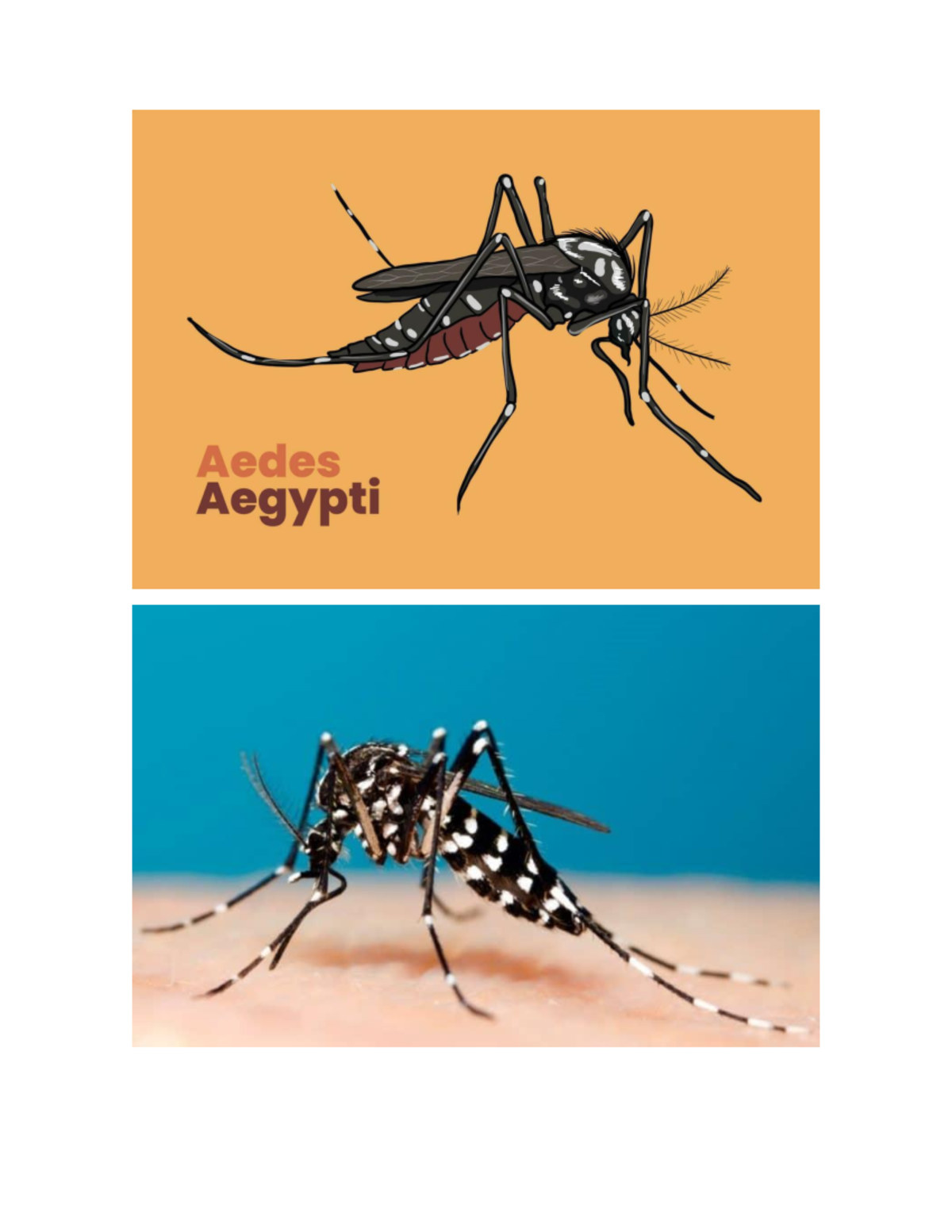 Mosquito Control Strategies 053806 085939: Chikungunya Prevention Guide ...