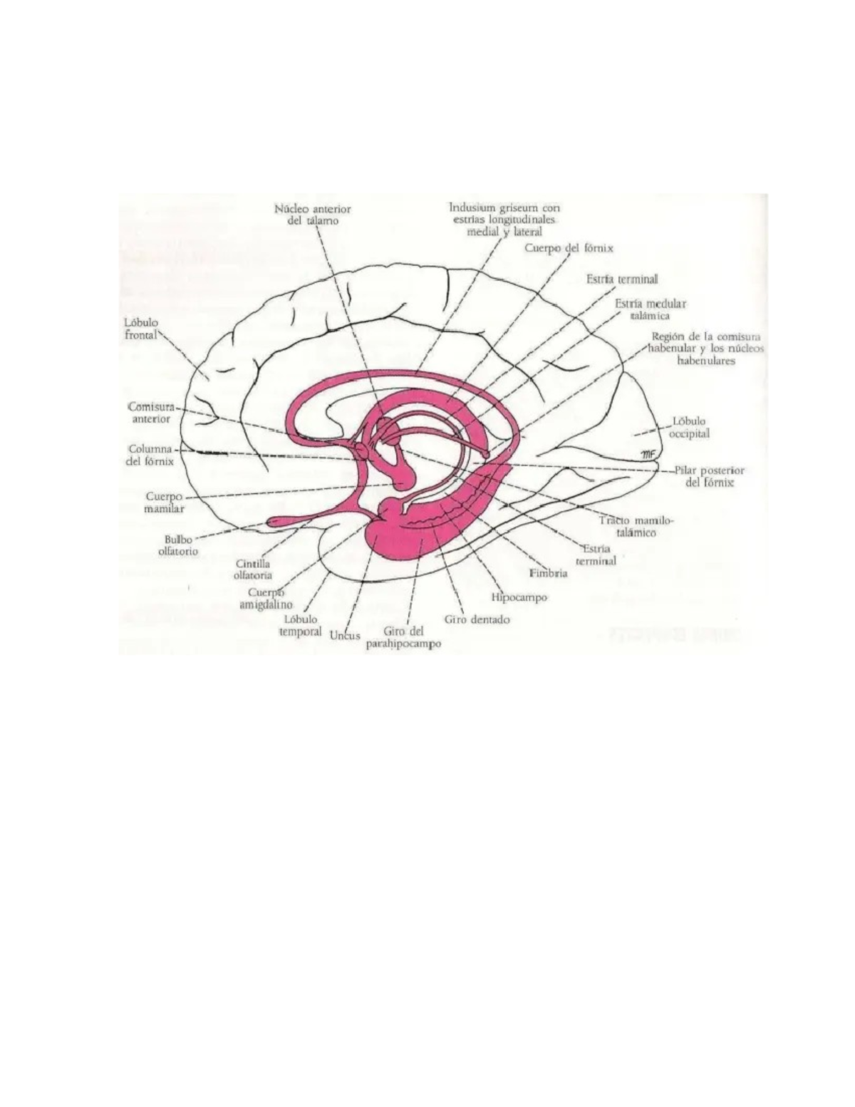 Esquemas Bases Biológicas Umsnh - Núcleo anterior Indusium griseum con ...