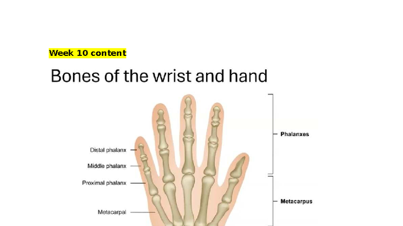 FA Week 10: Wrist and Hand Anatomy Notes - Studocu