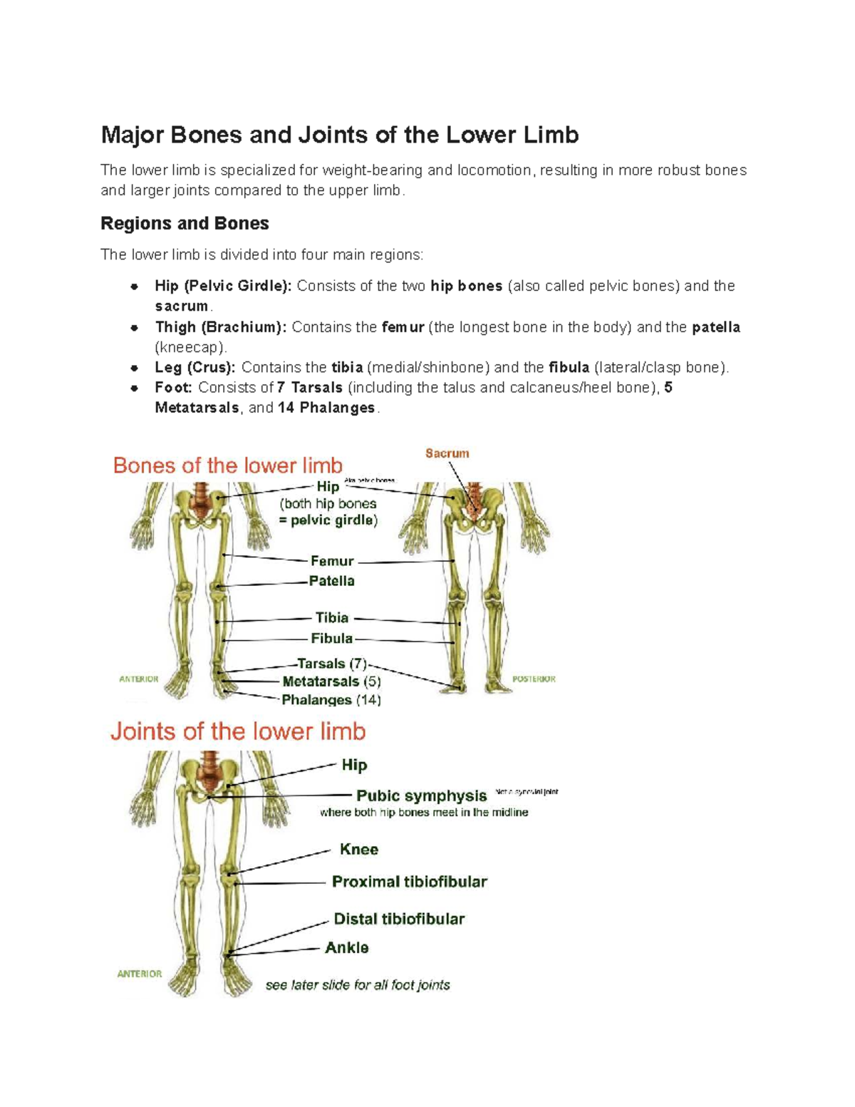 ANAT2008 Final Exam Notes: Major Bones & Joints of the Lower Limb - Studocu