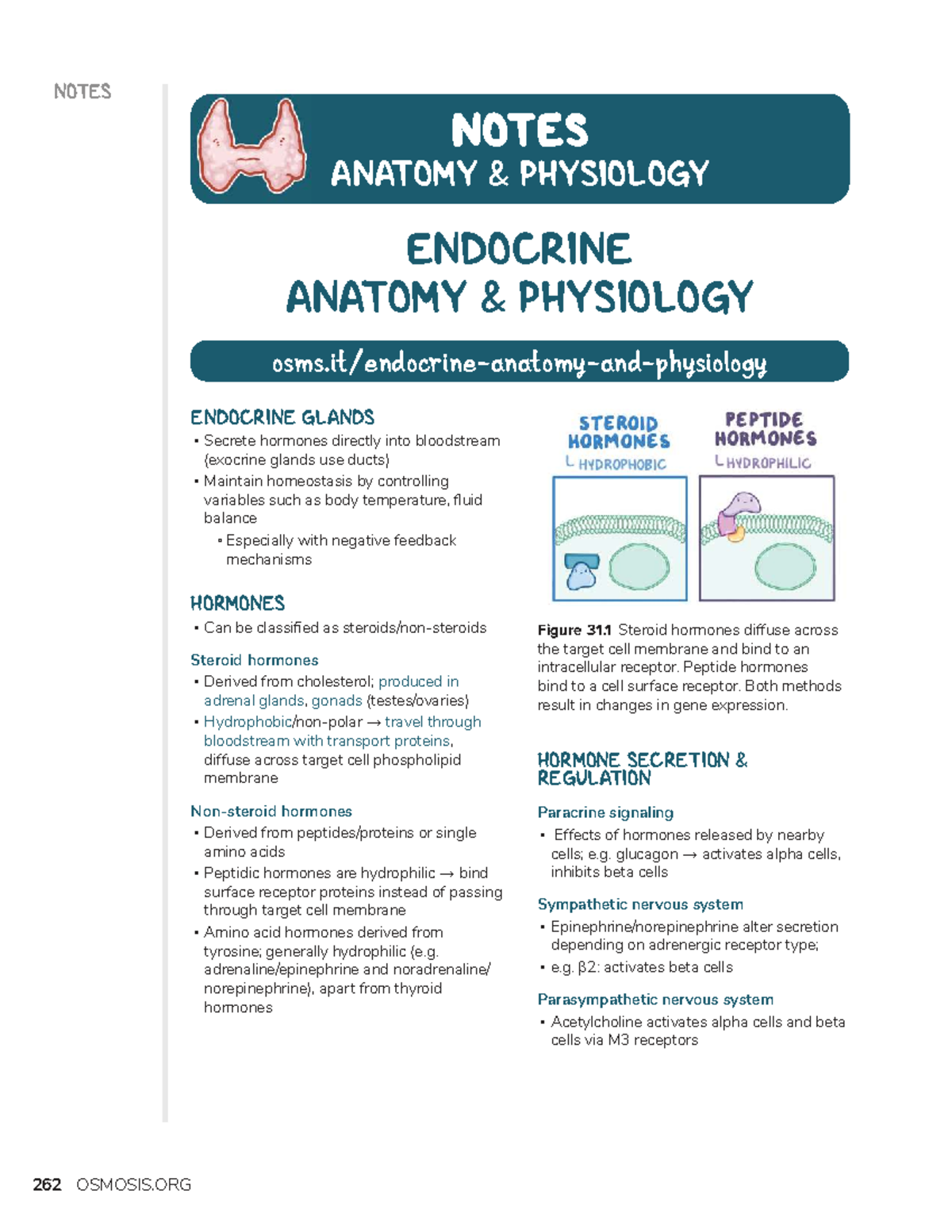 ANATOMY PHYSIOLOGY 31: ENDOCRINE GLANDS & HORMONE FUNCTIONS - Studocu