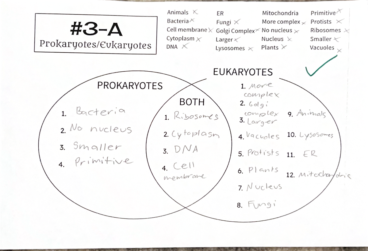 Prokaryotes and Eukaryotes Venn diagram - Animals ER Mitochondria ...