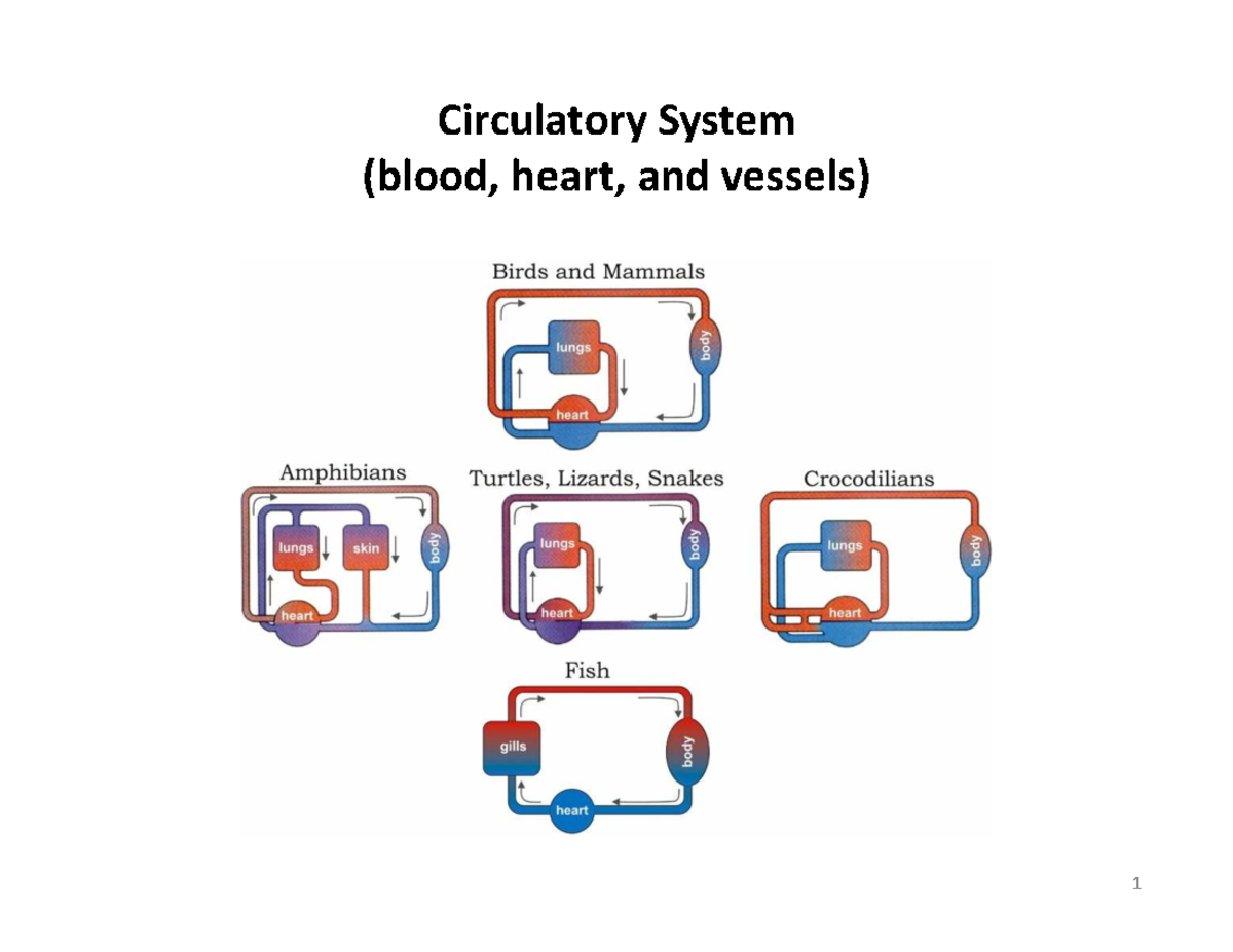 Circulatory System: Anatomy & Physiology Overview (Course Code ...