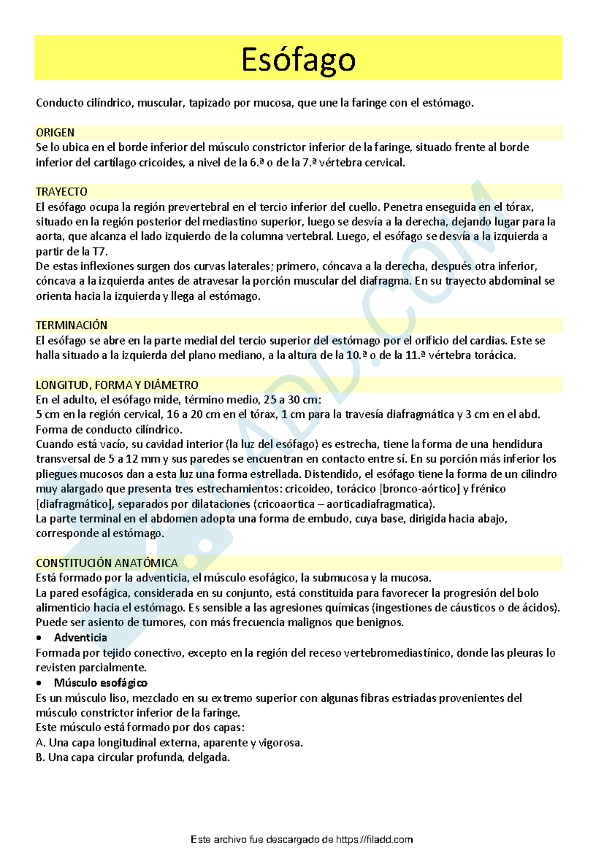 Anatomía del Esófago: Estructura y Trayecto (BIO 101) - Studocu