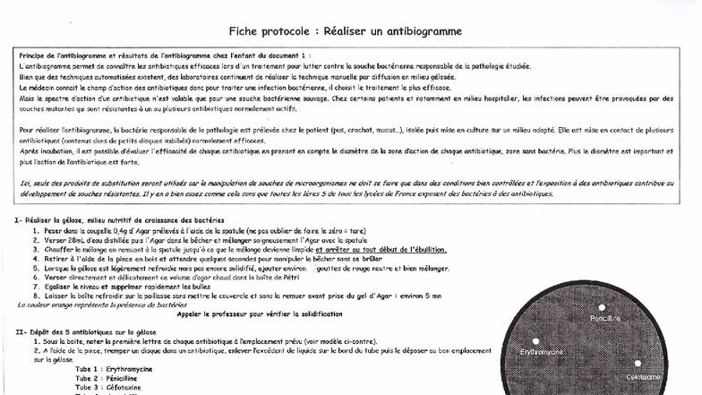 Protocole d'Antibiogramme : Méthode Manuelle et Résultats - Studocu