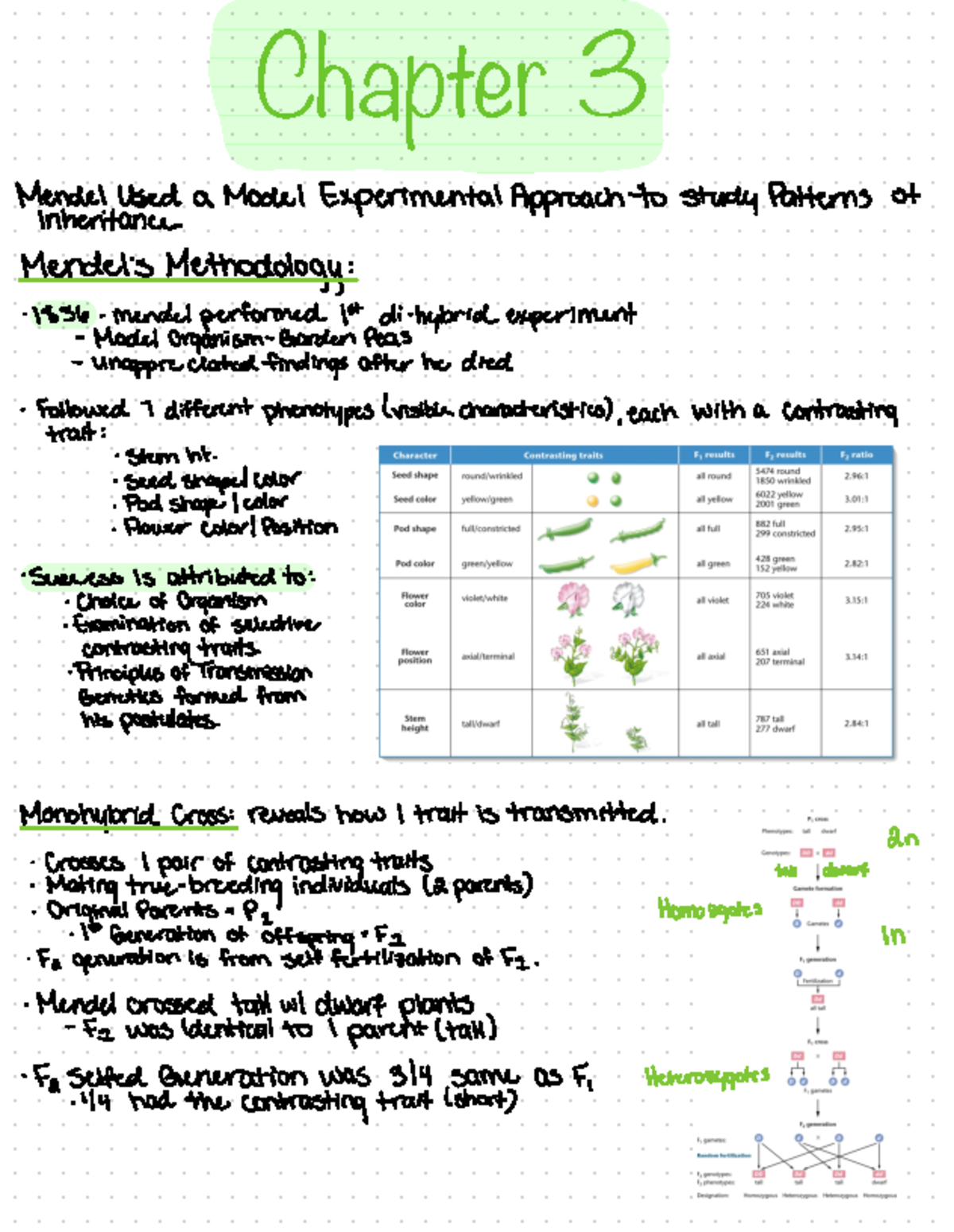 Ch 3 Lecture Notes on Mendelian Genetics and Inheritance Patterns - Studocu