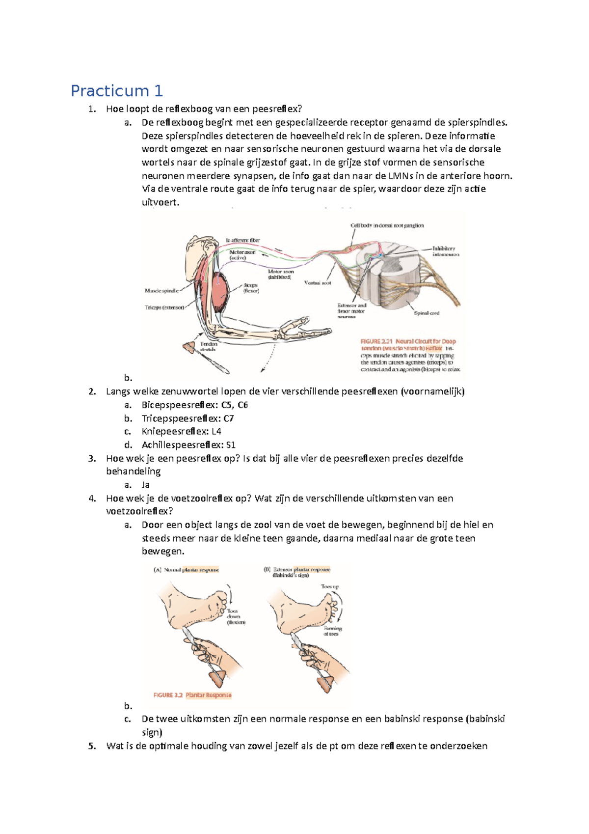 Practicum 1: Reflexboog en Spierbewegingen in Anatomie - Studeersnel