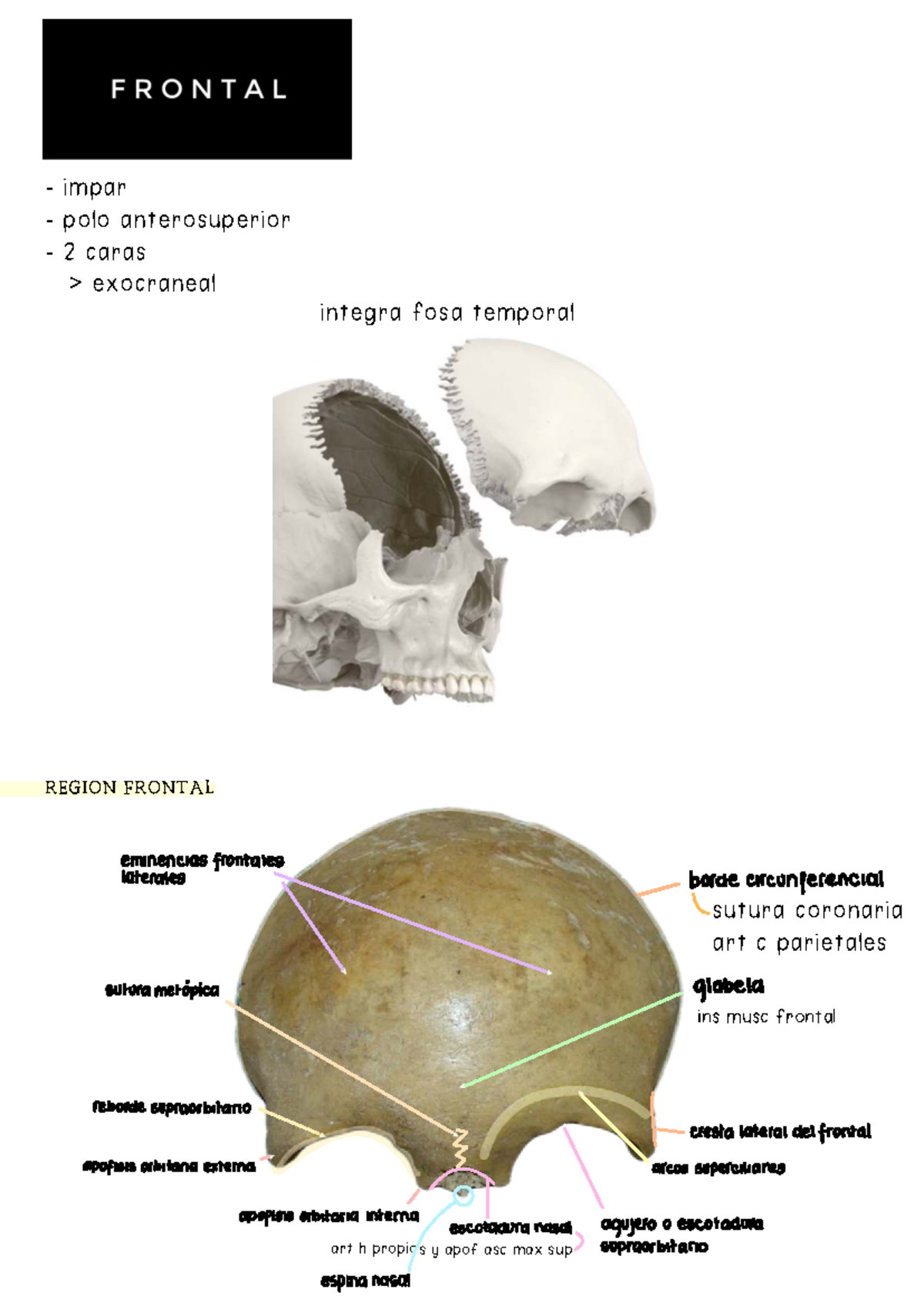 Impar Polo Anterosuperior: Anatomía de la Fosa Temporal y Orbitario ...
