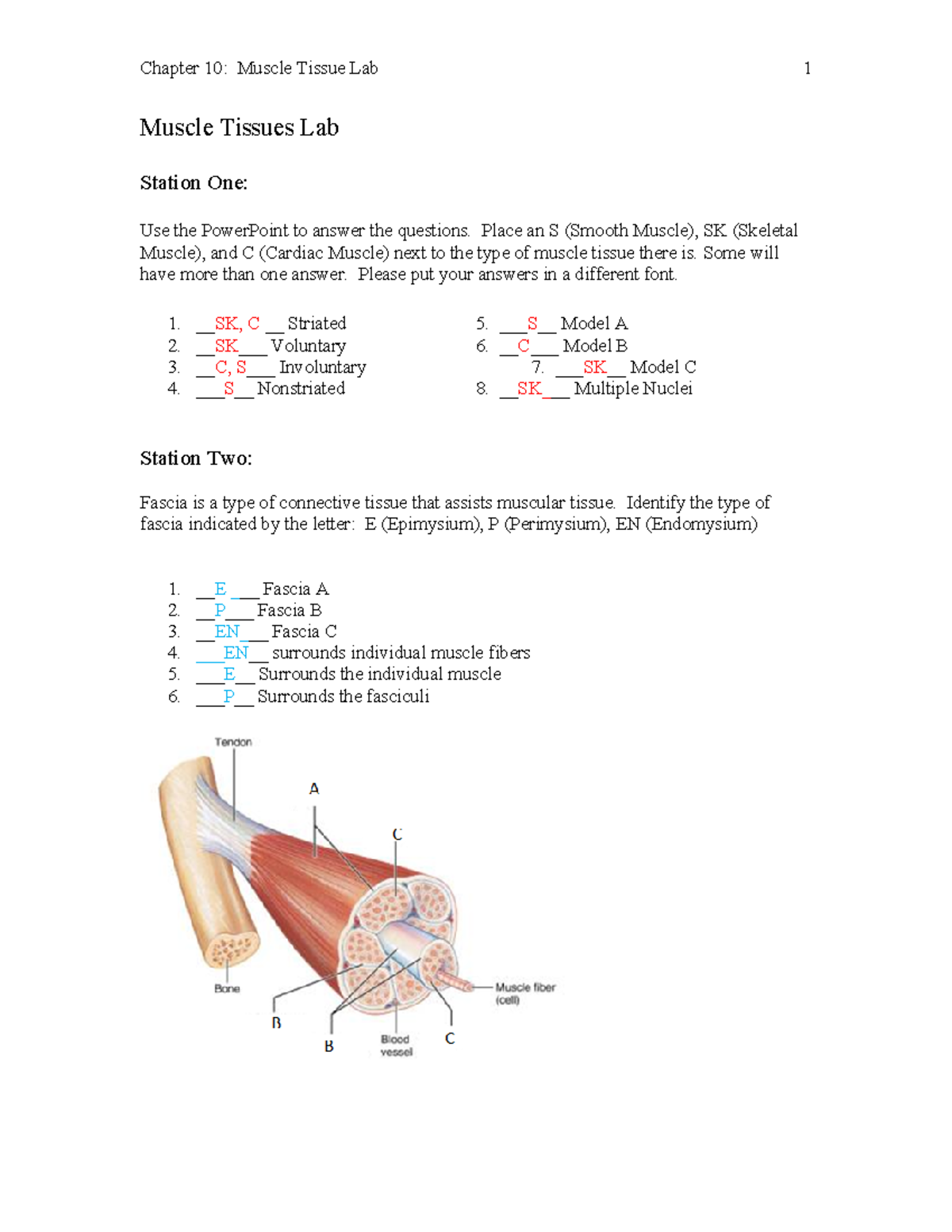 Muscle Tissues Lab Review - Chapter 10 Study Guide - Studocu