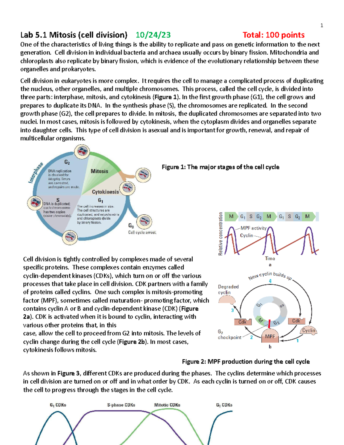 Lab 5.1: Mitosis in Onion Root Tips and Microscopic Observations - Studocu