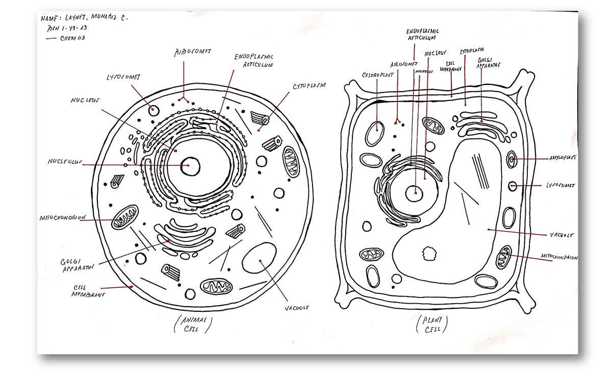 CHEM113-Cell Structure - Bachelor of science in nursing - NAME: LAYNET ...