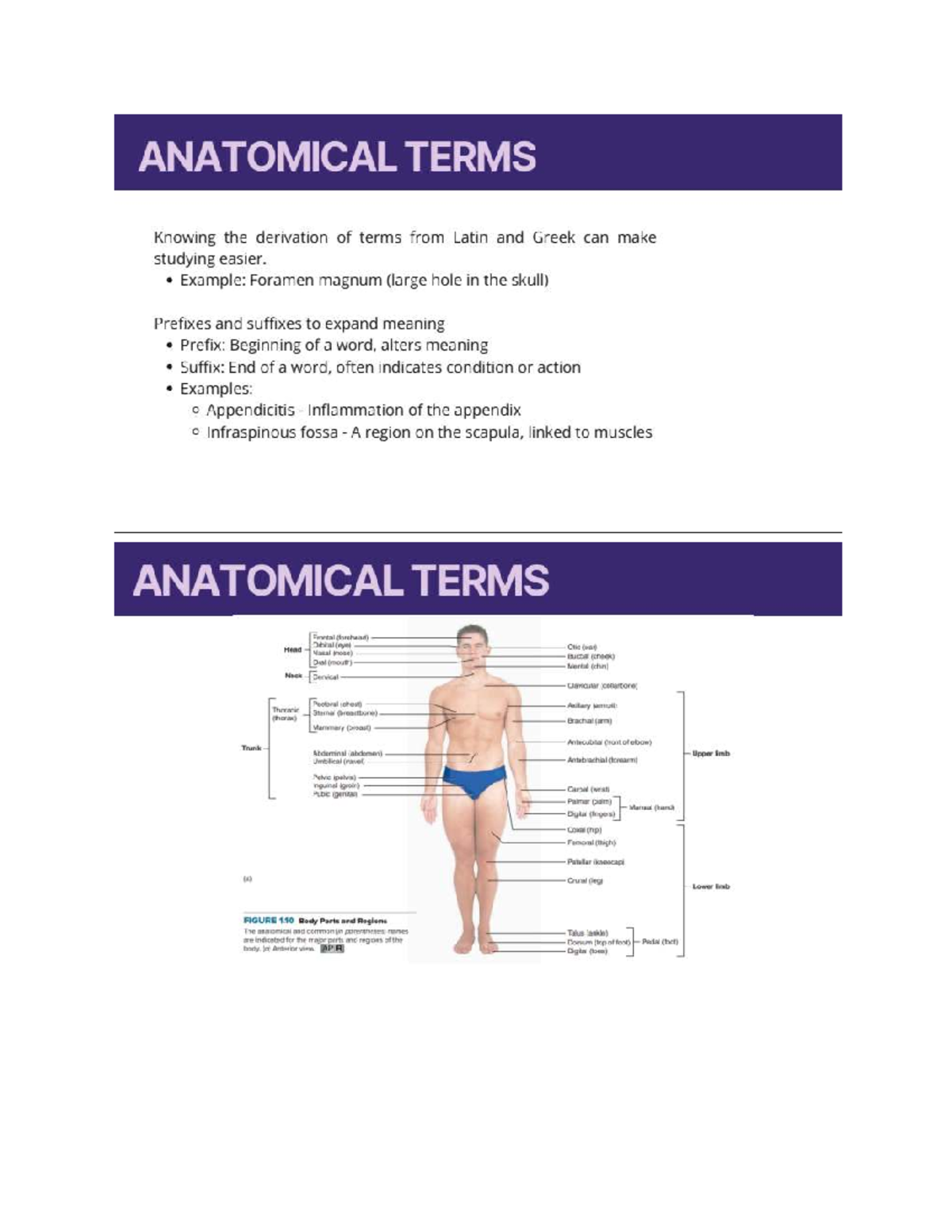 ANATOMICAL TERMS: A Comprehensive Guide for APIR Students - Studocu