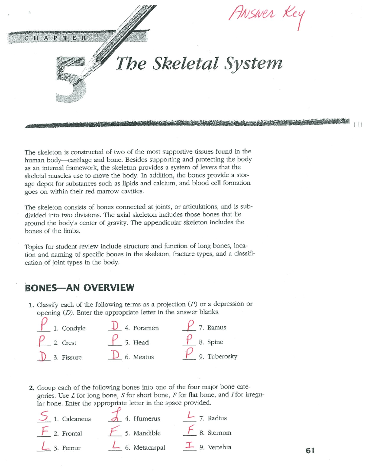 The Skeletal System: Answer Key for Chapter 5 Review Guide - Studocu