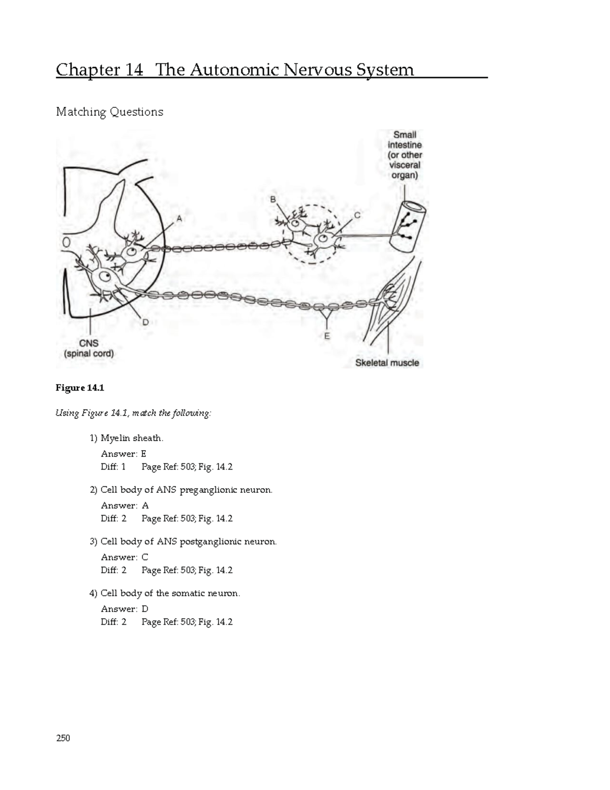 Chapter 14: Autonomic Nervous System - Quiz and Matching Questions ...