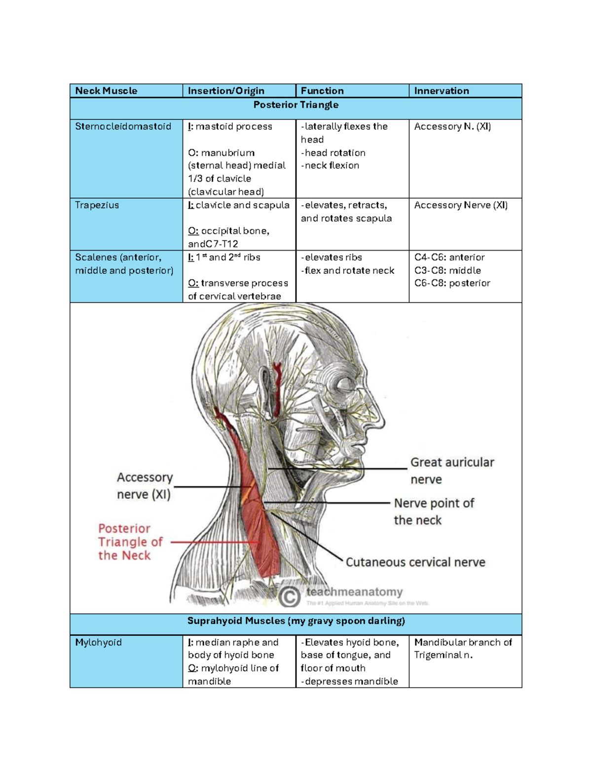 Head and Neck Muscles - Practical Guide for Anatomy (ANAT 101) - Studocu
