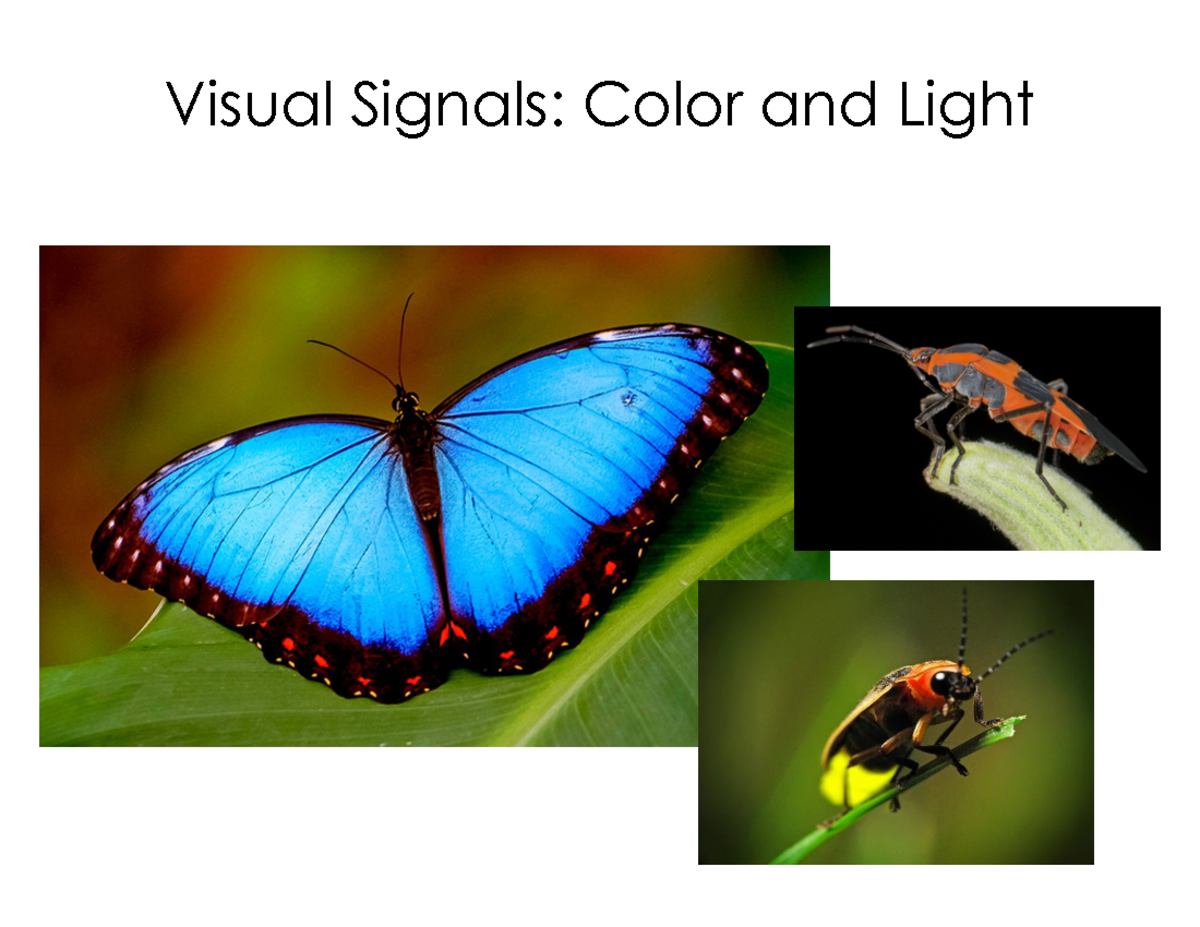 Visual Signals in Insects: Color Production and Mechanisms (L21 ...