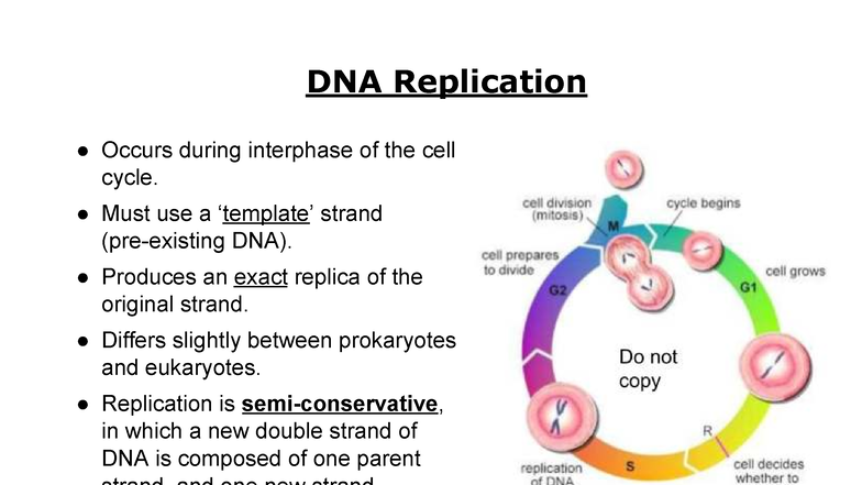 03 DNA Replication: Mechanisms and Key Concepts in Cell Cycle - Studocu