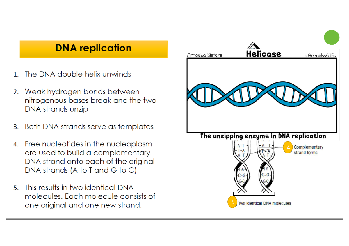 DNA Replication Overview: Amoeba Sisters Insights - Studocu