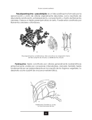 Glosario algas 3 - 6. FORMA DEL TALO Organización dorsiventral: que ...