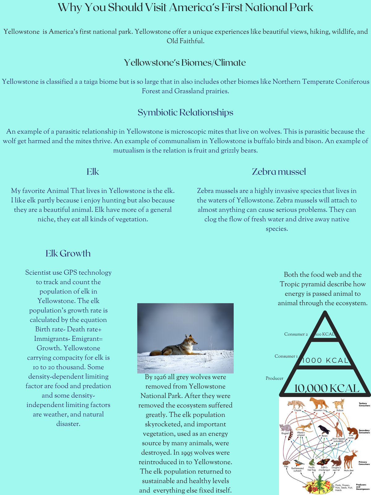 Yellowstone National Park: Ecosystem Dynamics & Wolf Reintroduction ...