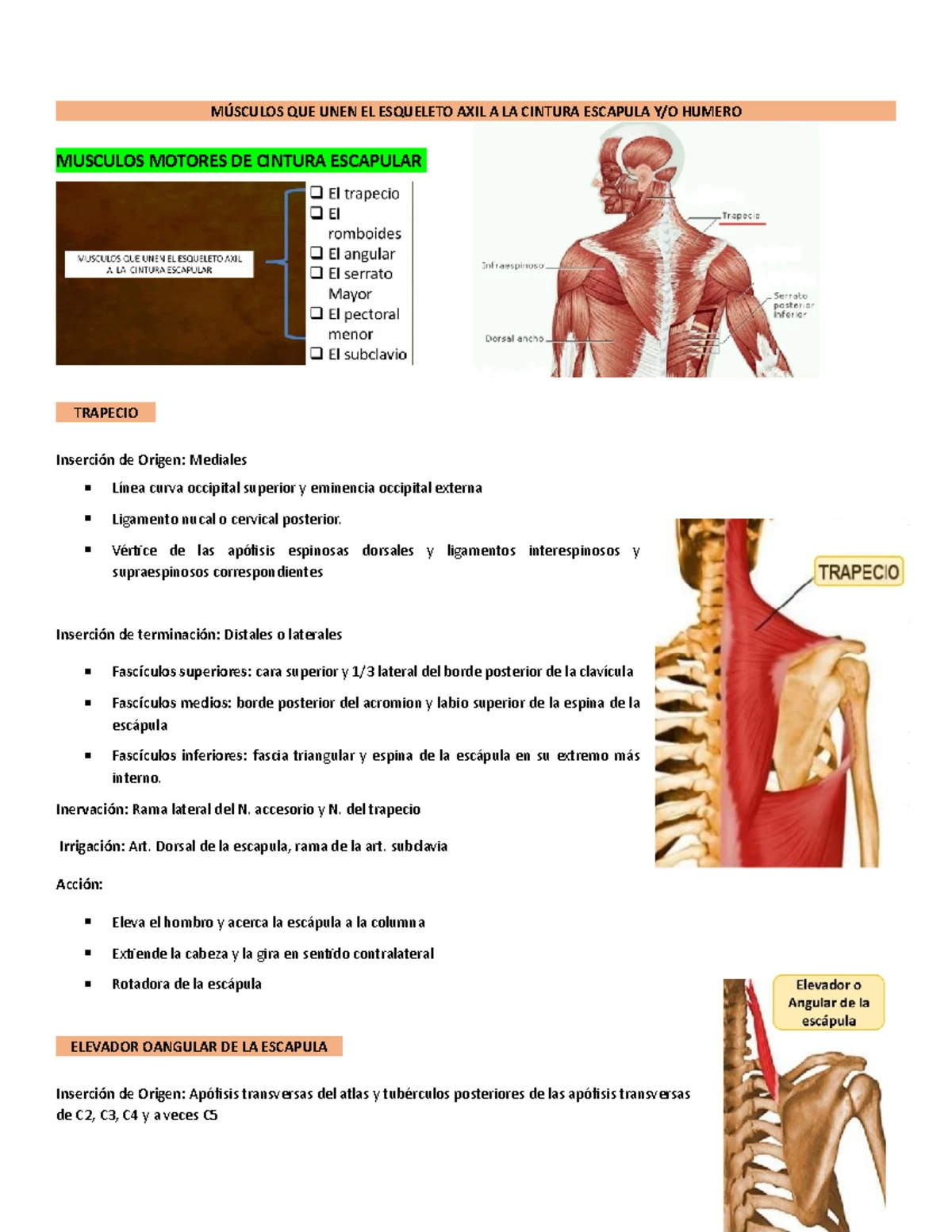 Músculos de la Cintura Escapular y Húmero: Desglose Detallado - Studocu