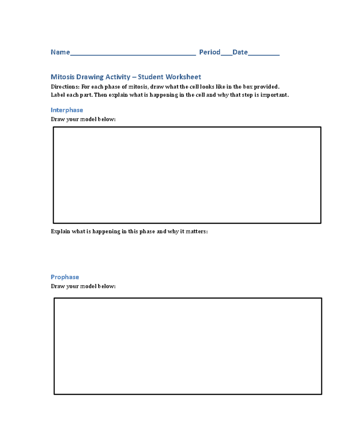 Mitosis Drawing Activity Worksheet: Phases & Explanations - Studocu