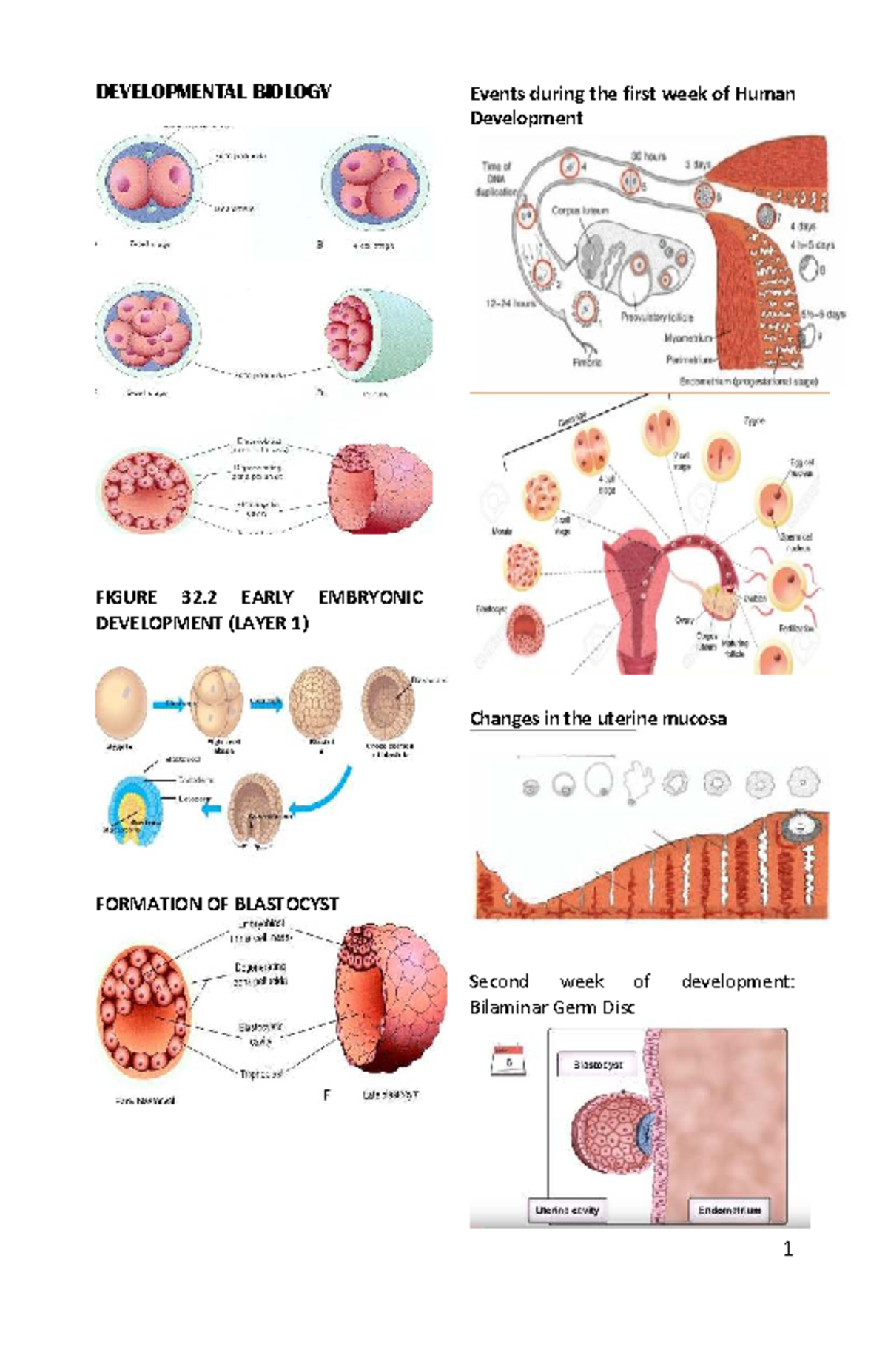 BIOLOGY 1 - DEVELOPMENTAL BIOLOGY: Early Human Development Insights - Studocu