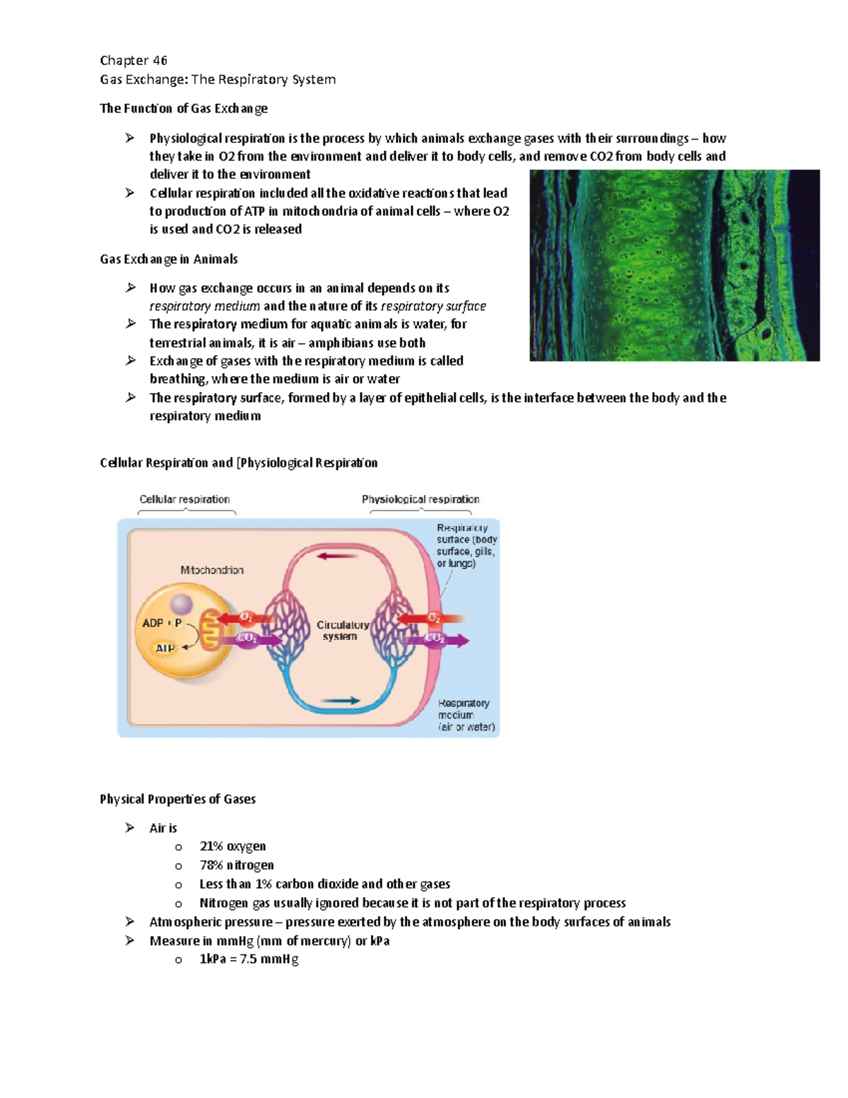 Chapter 46 BIOL 2 - Chapter 46 Gas Exchange: The Respiratory System The ...