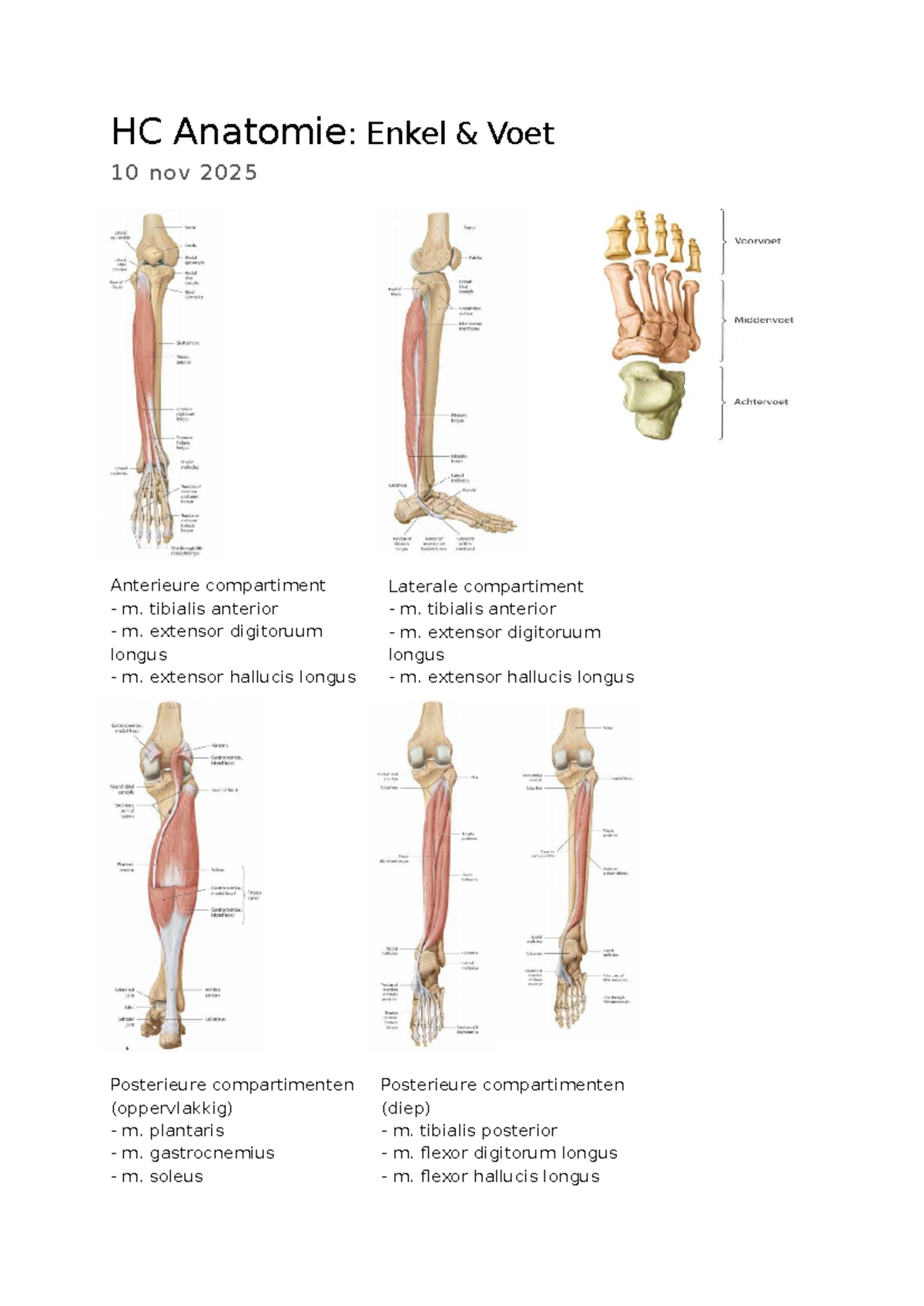 HC 23 - Anatomie van de Enkel: Spieren en Bewegingen - Studeersnel