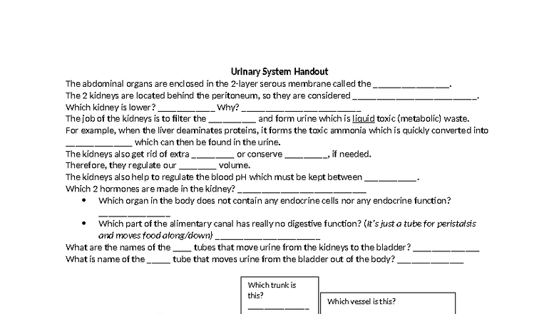 Module-8 Urinary System Handout: Key Concepts and Functions - Studocu