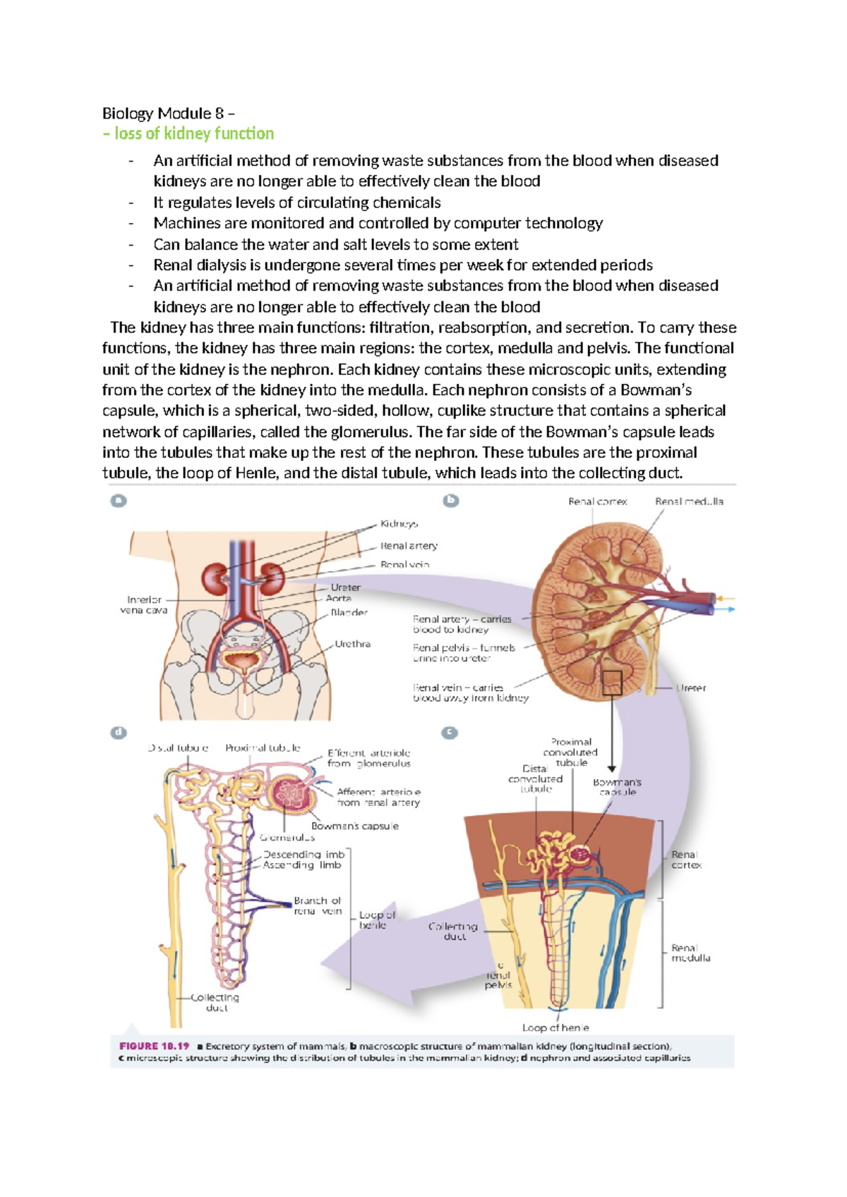 Biology Module 8: Kidney Functions and Dialysis Technology Notes - Studocu