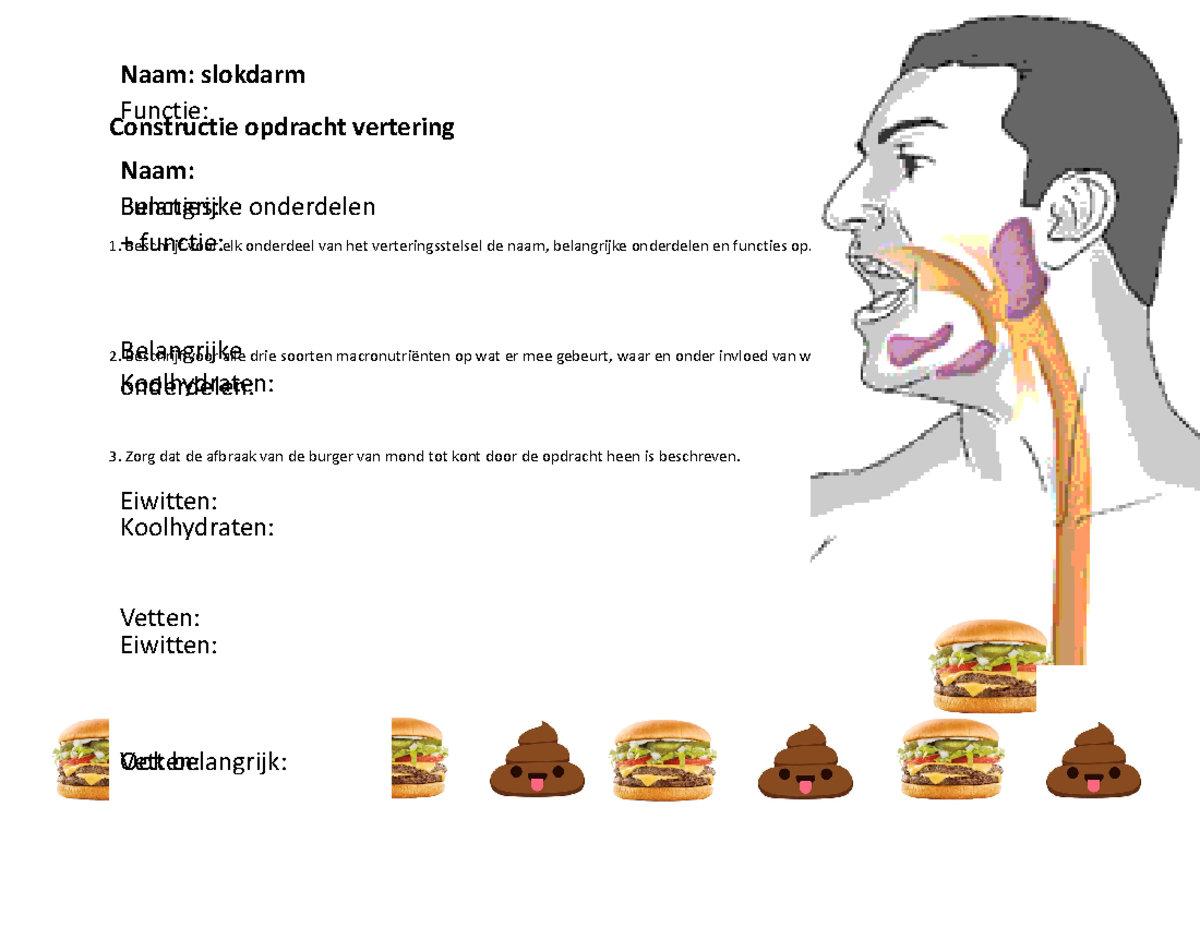 Verteringsopdracht: Diepgaande Analyse van het Verteringsstelsel ...